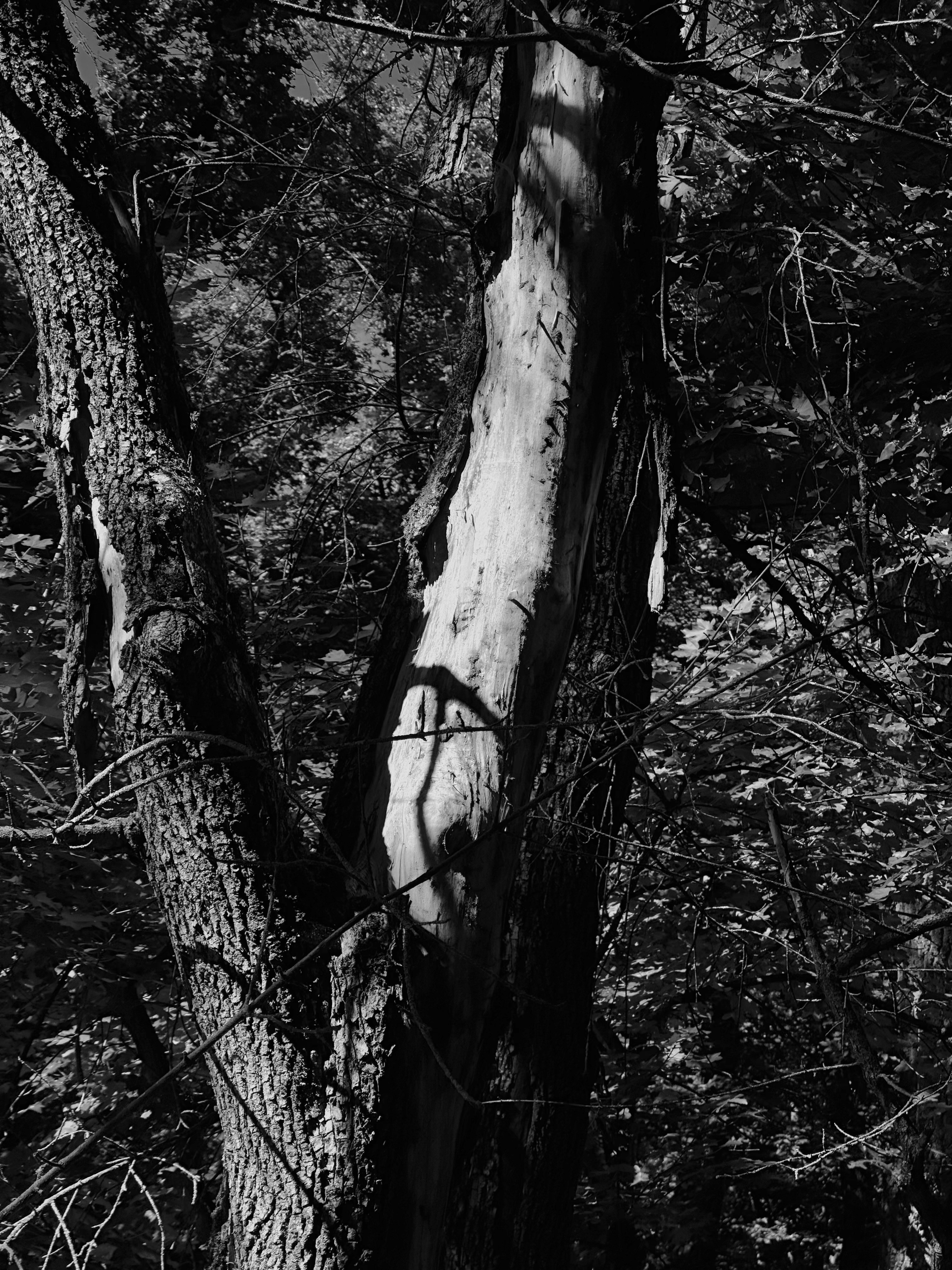 Photo by Bence Holdinger with Apple iPhone 14 Pro Max