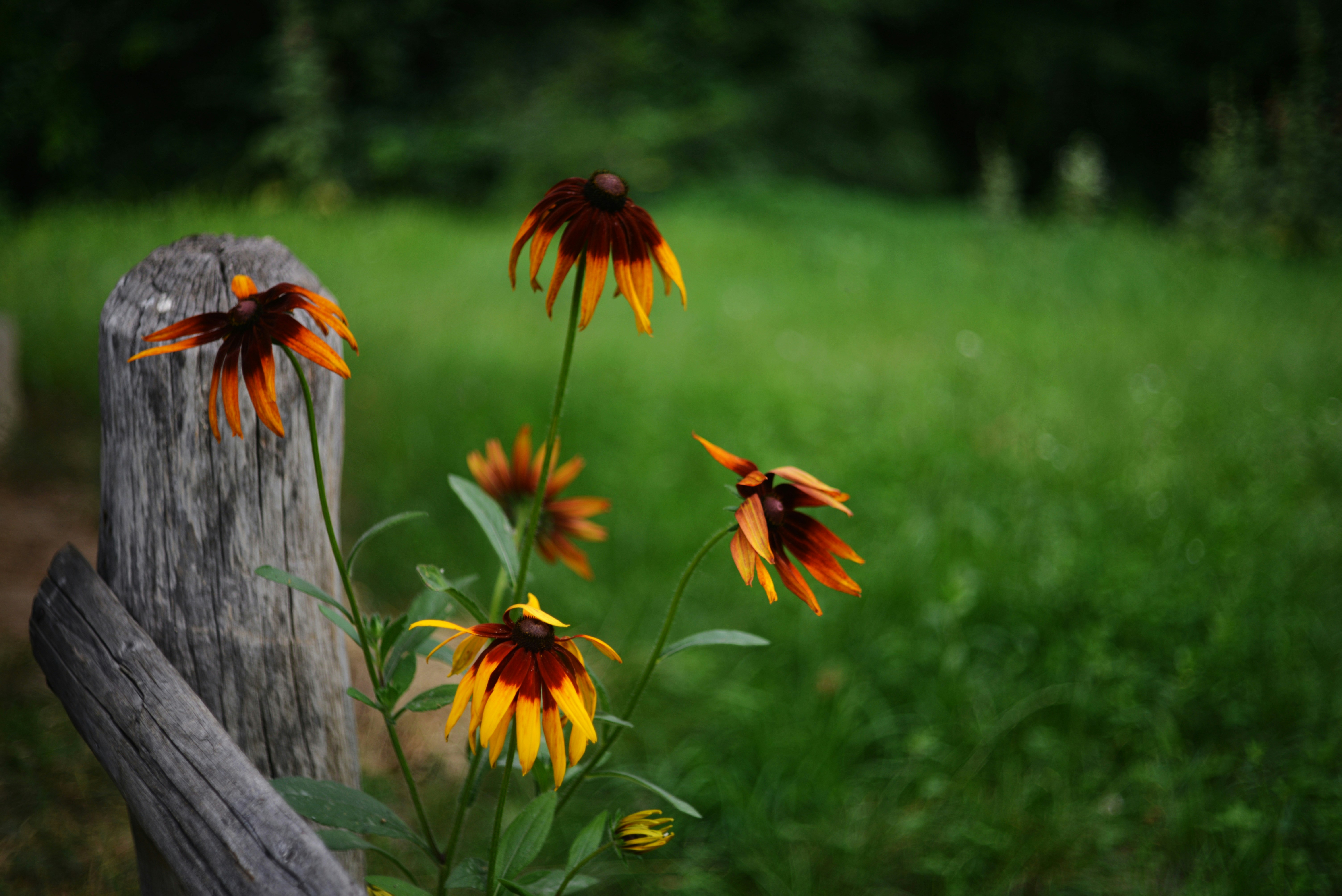Amber Rudbeckias by a Weathered Fence in Soft Morning Light