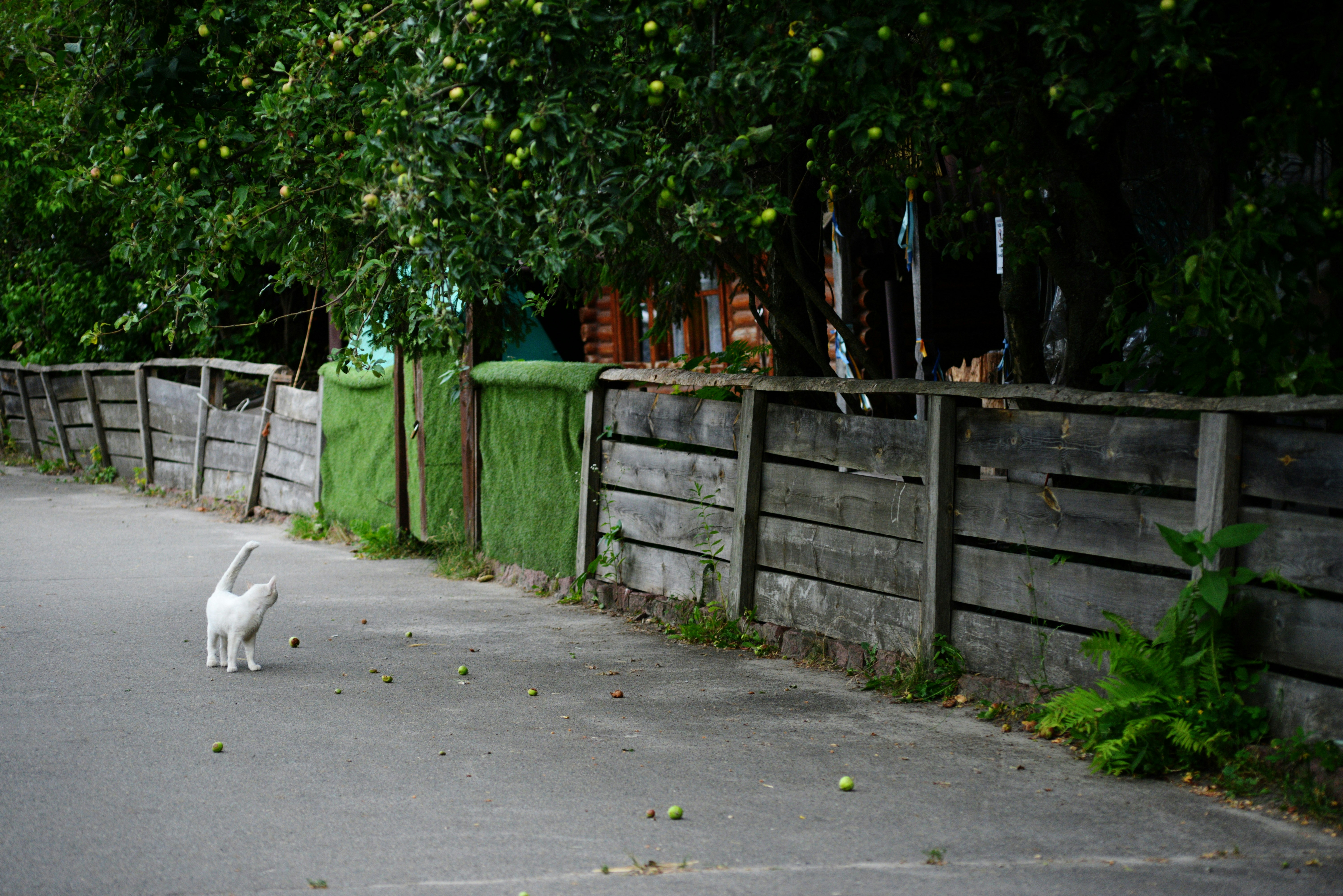 Lone White Cat on a Quiet, Tree-Framed Street