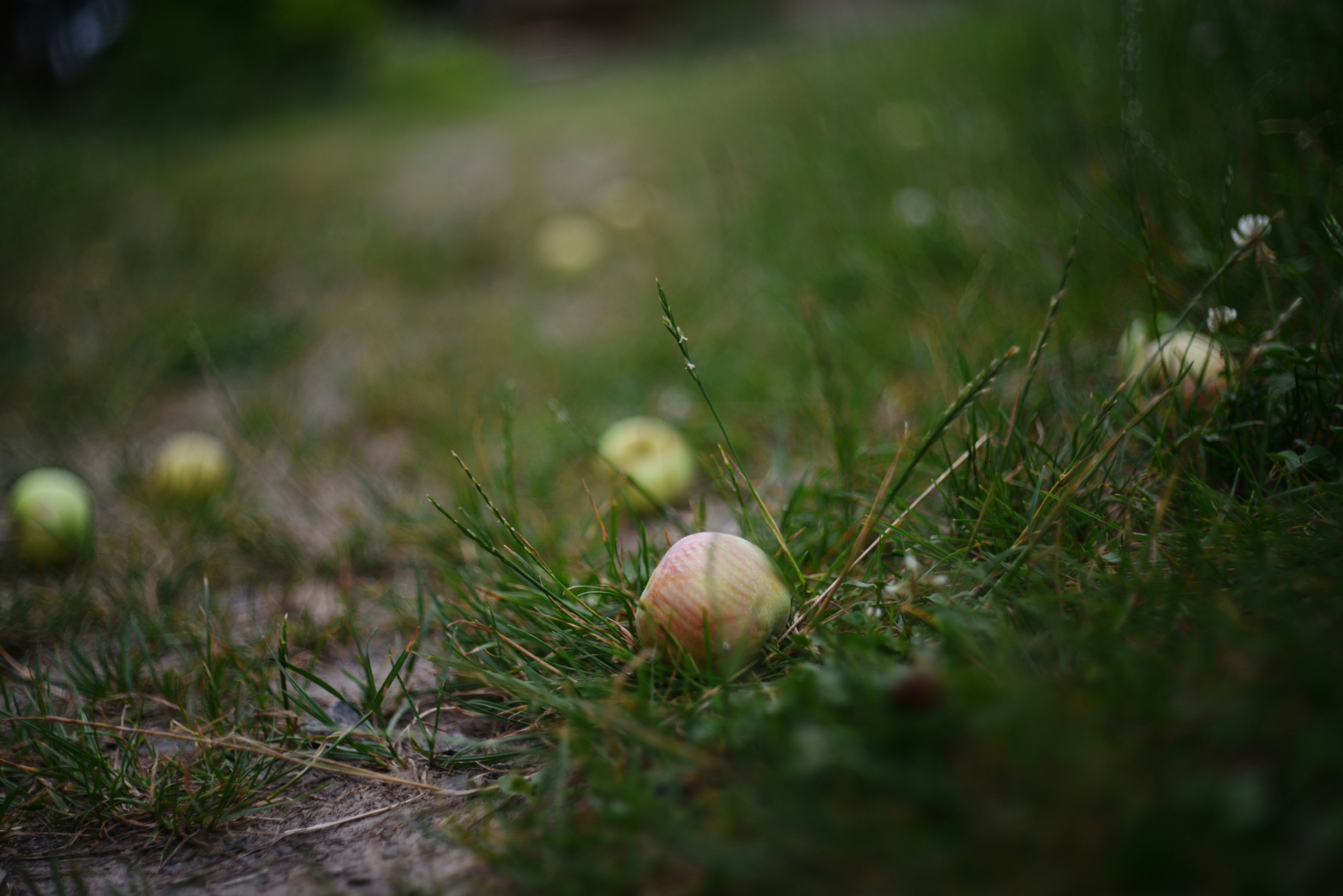 Solitary Apple on a Quiet Grass Path