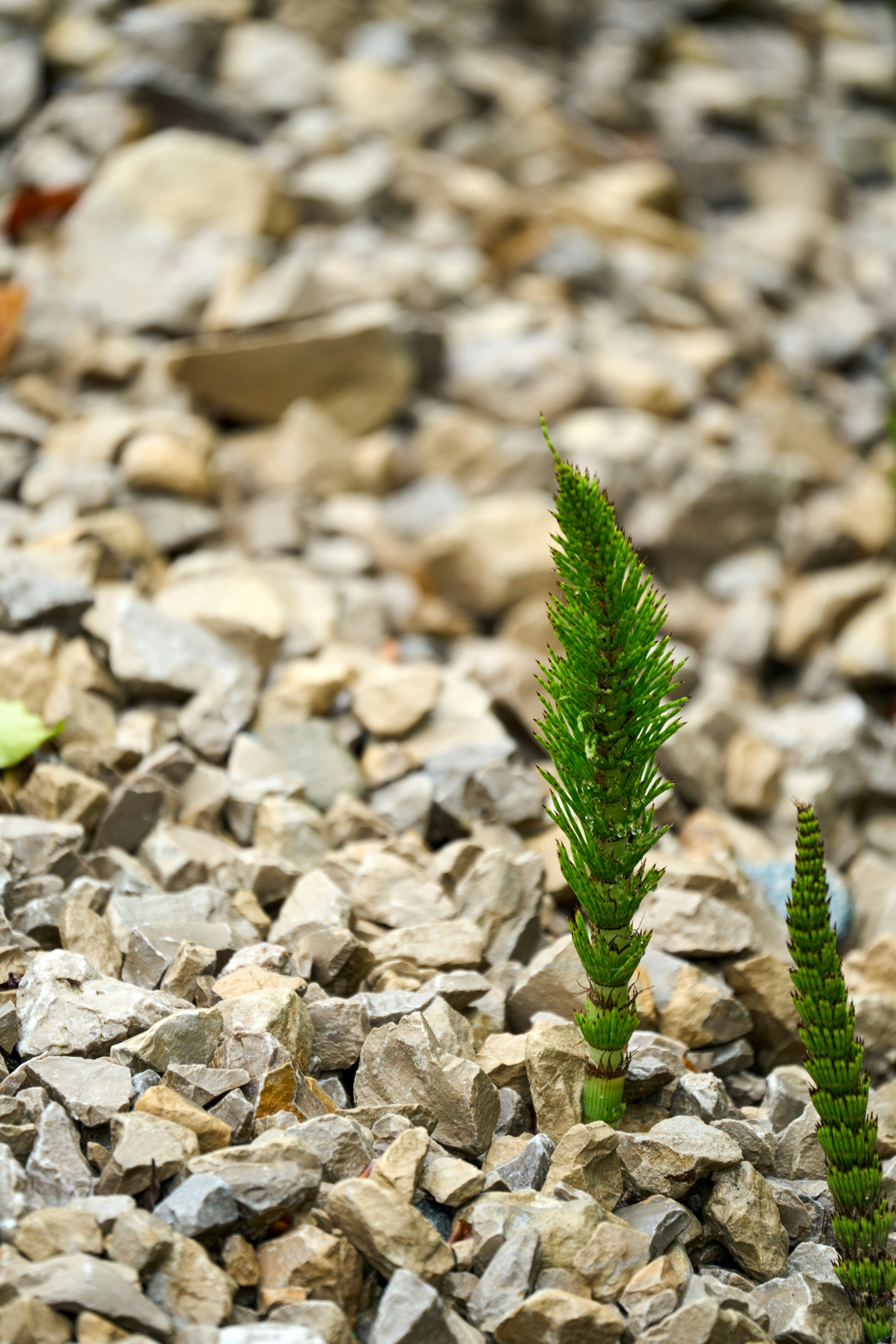 Emerald Sprout Reaching Through Gravel