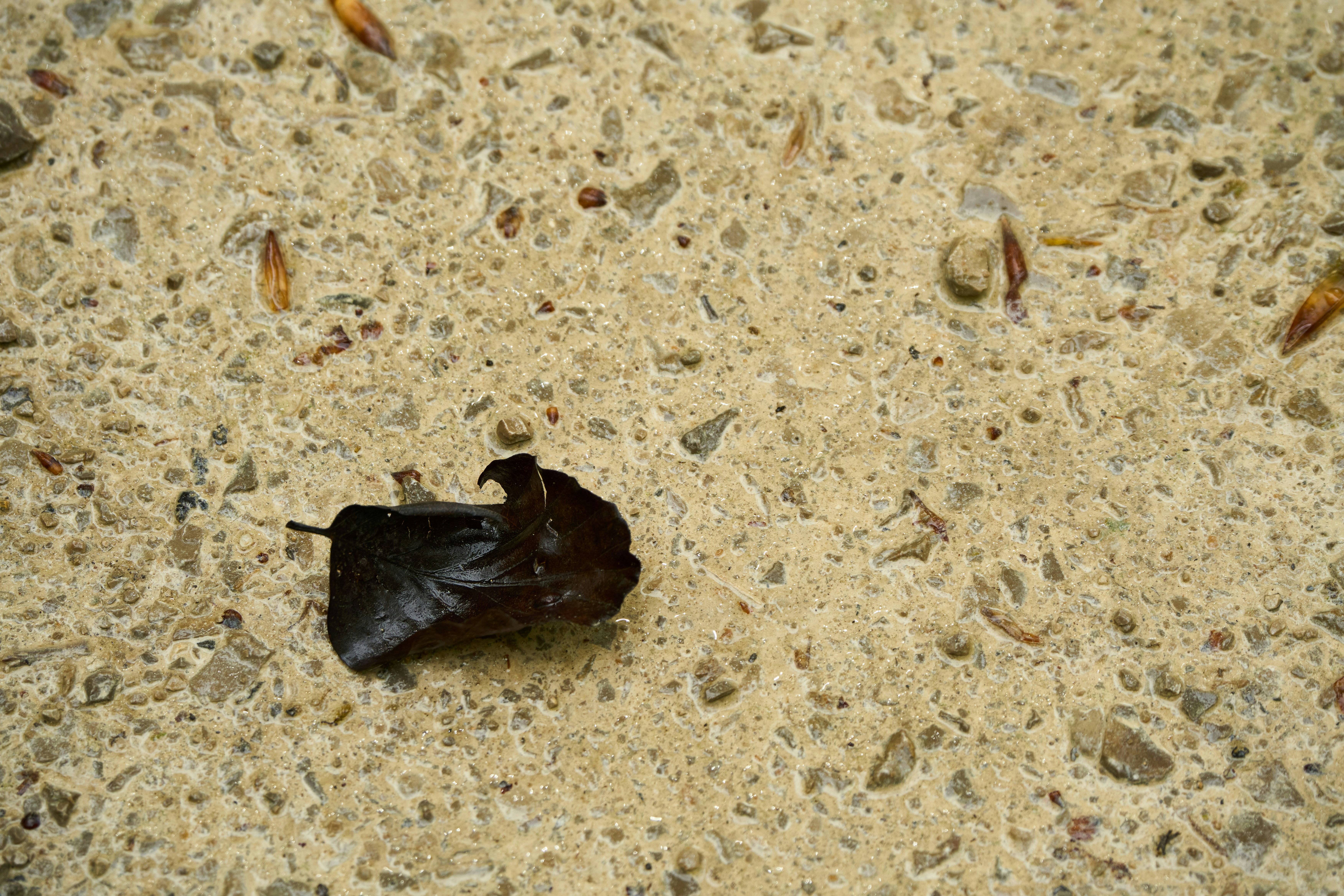 A black bat laying on the ground in the sand photo – Free Animal Image ...