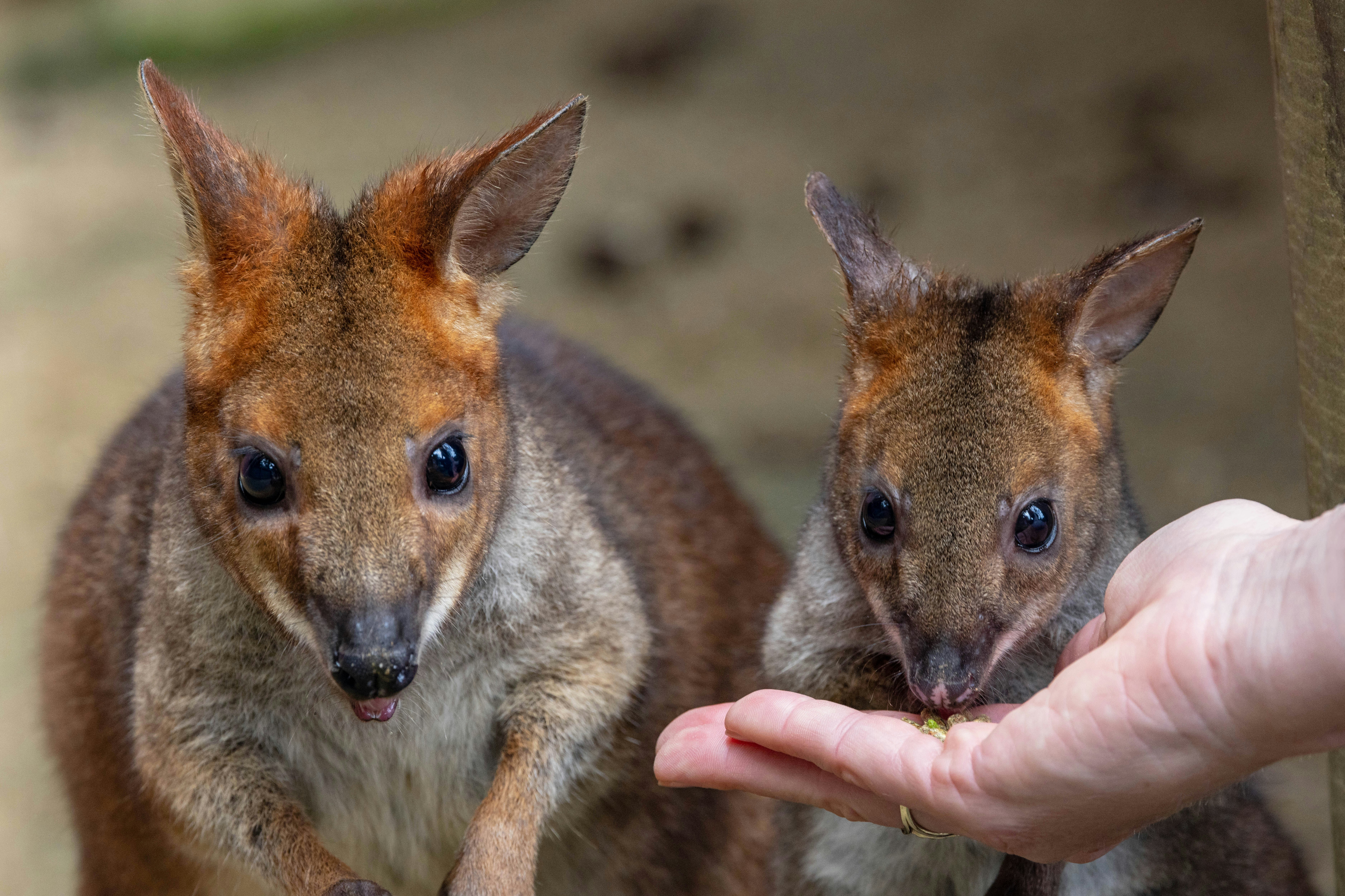 Two cute Red-legged Pademelons (related to kangaroos) being hand fed at Koala Gardens in Kuranda, Australia.