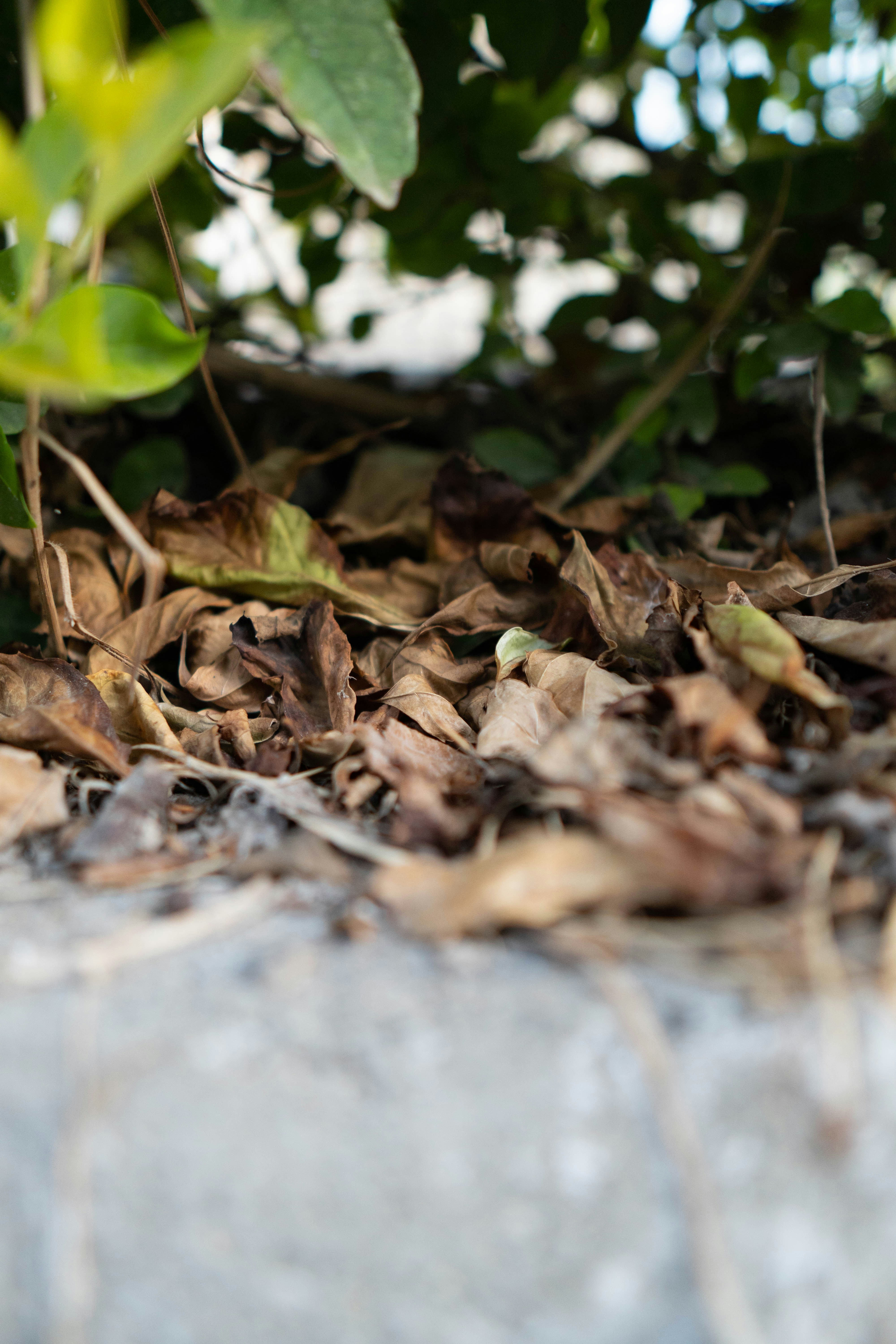 Ground-Level Quiet: Leaf Litter Framed by Dappled Green Canopy