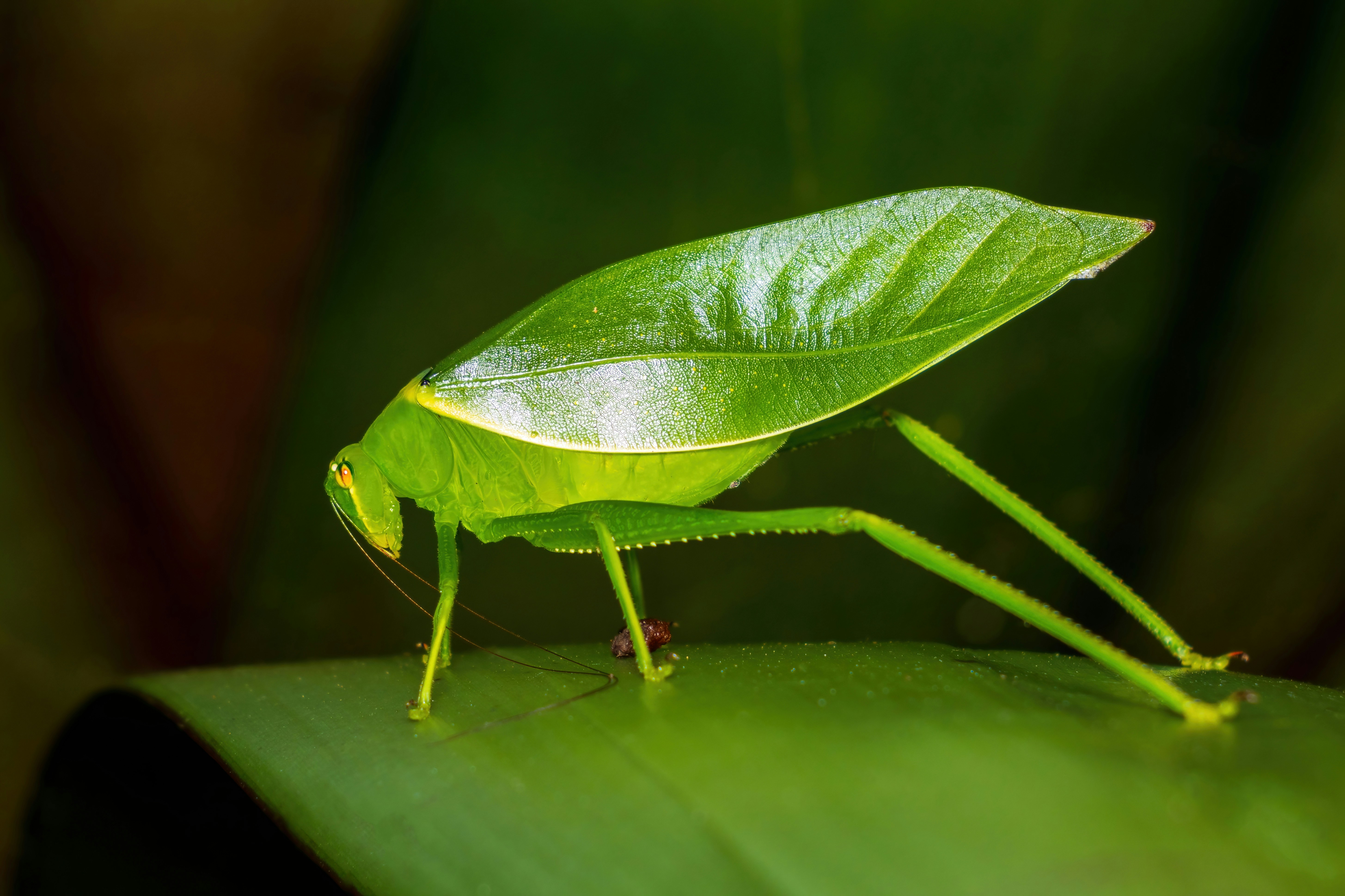 Un primer plano de un insecto verde en una hoja foto – Imagen de Verde ...