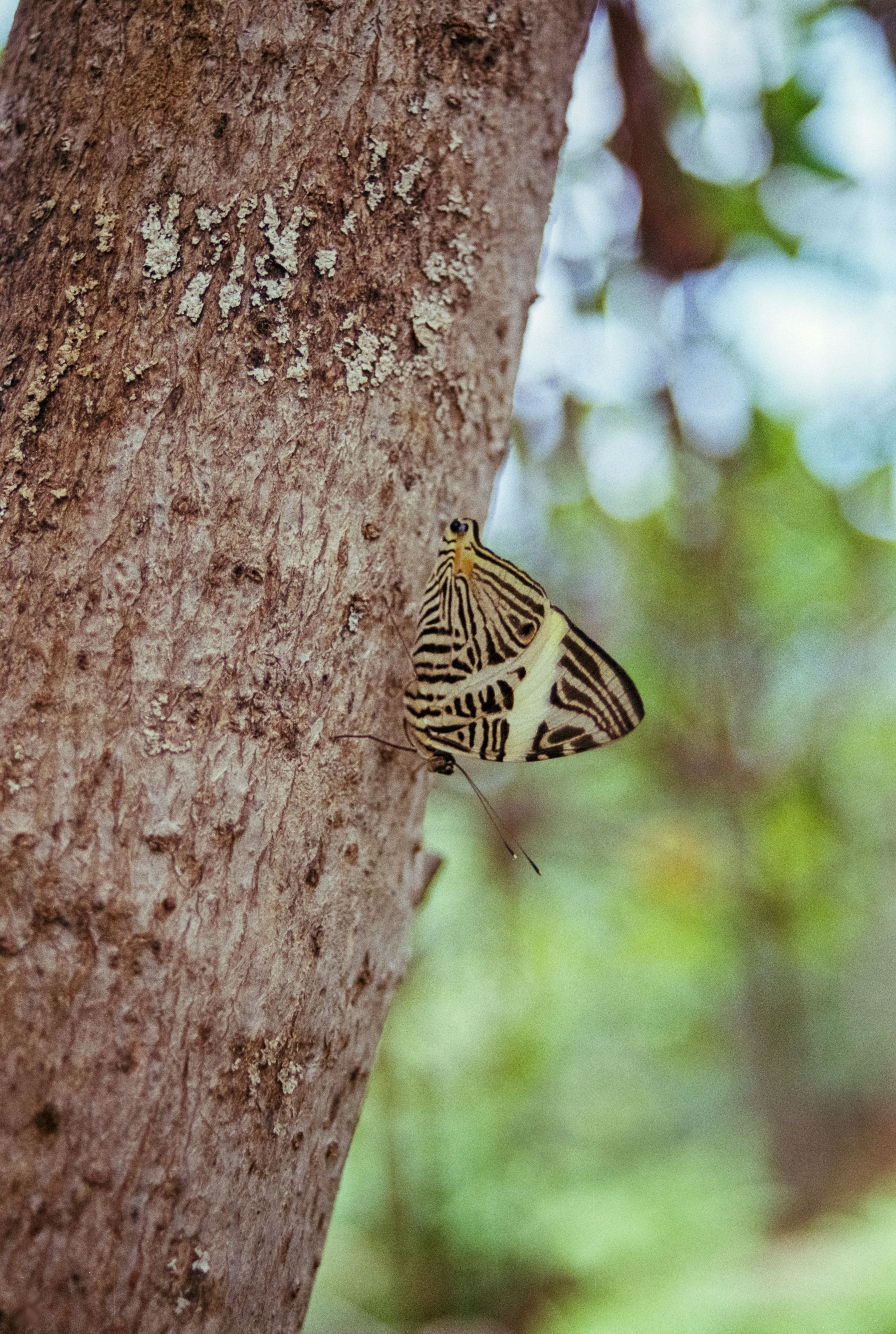 Zebra-Striped Butterfly Clings to Weathered Bark in Dappled Light