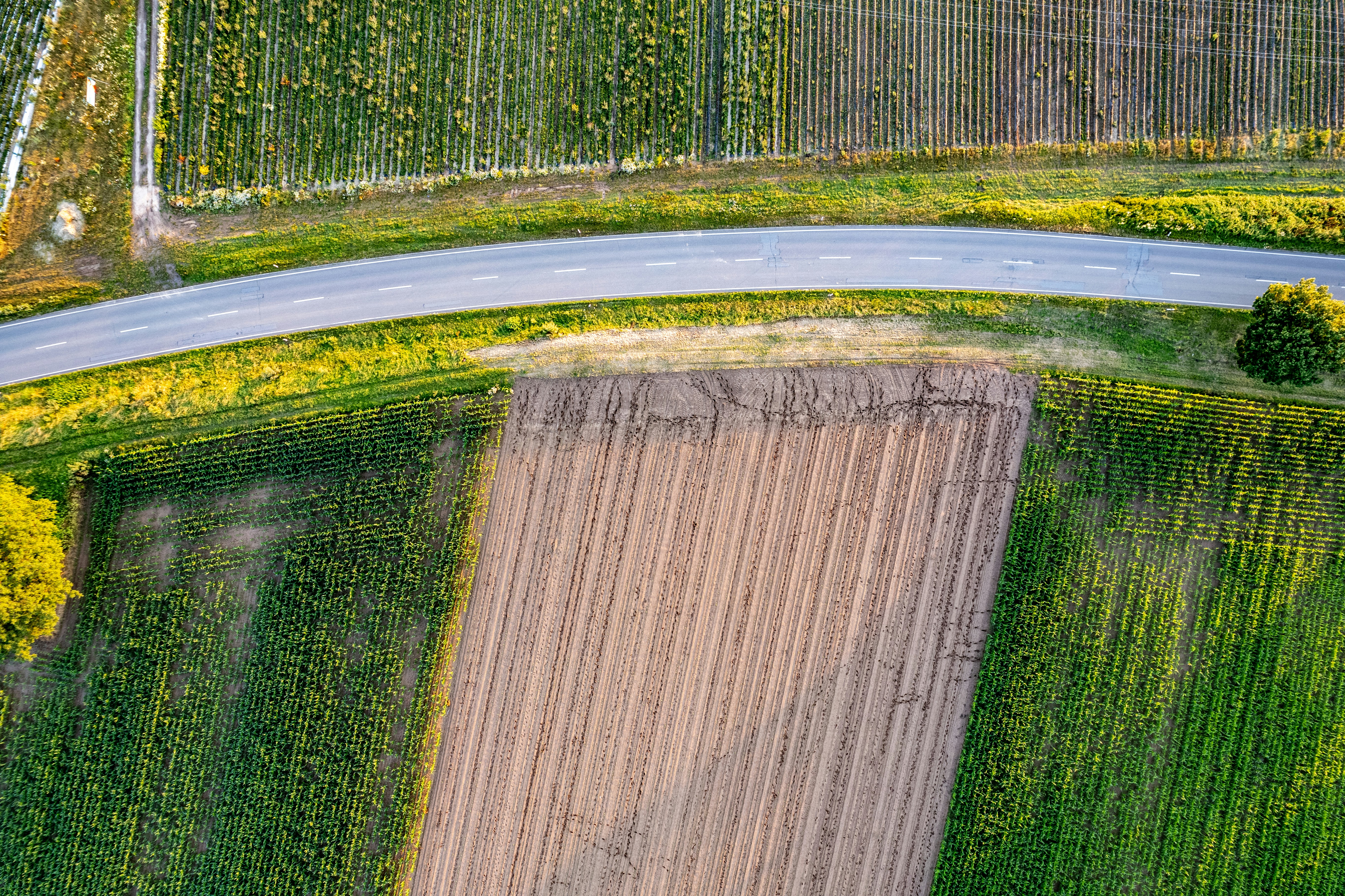 An aerial view of farmland showcasing different sections of cultivated fields with varying crops and soil. A curved road runs through the top part of the image, bordered by green grassy areas. The fields display distinct patterns and textures, with areas of green vegetation and brown plowed soil. The overhead perspective highlights the geometric layout of the farmland and the contrast between the cultivated land and the road. The scene is bathed in natural light, emphasizing the rural and agricultural landscape.