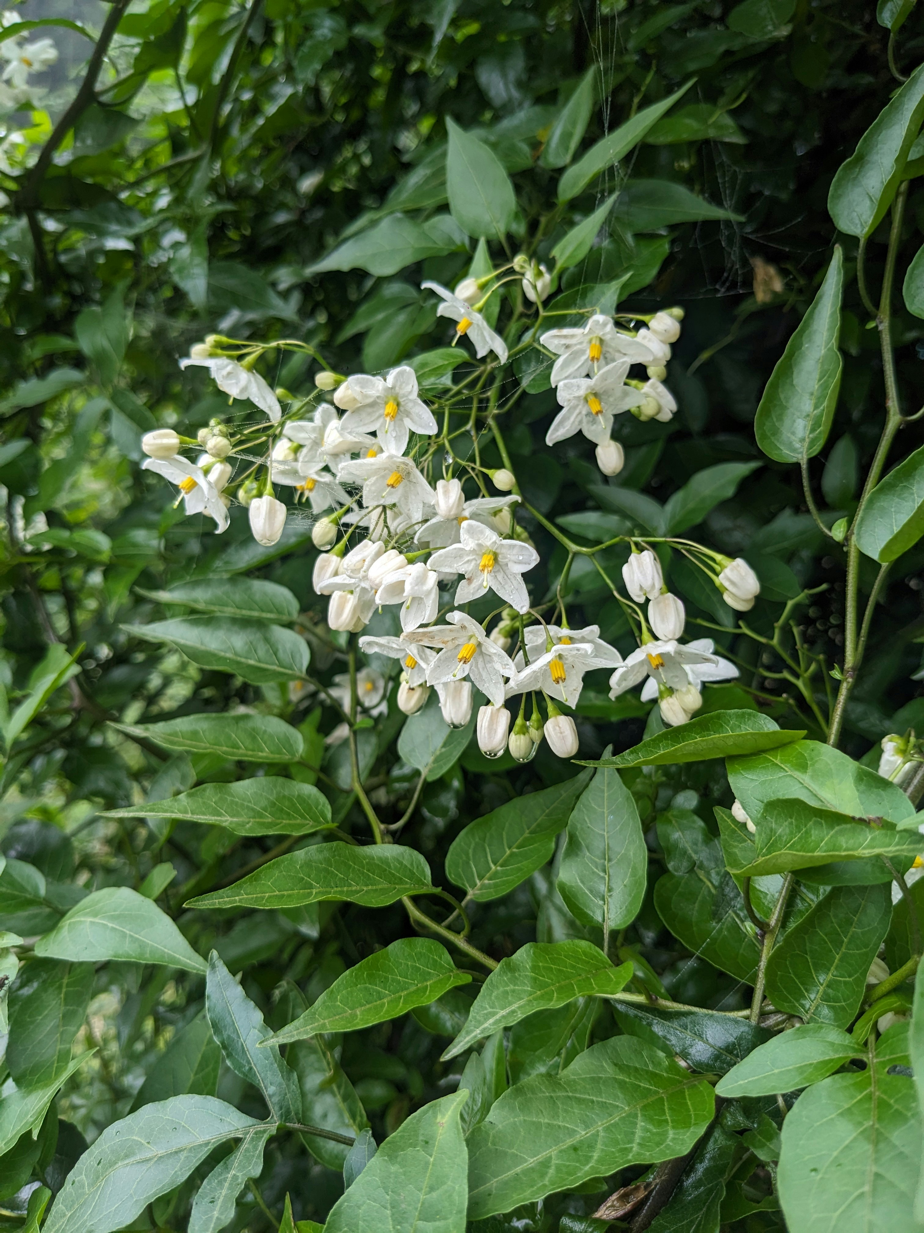 Snowy Clusters Veiled by Verdant Foliage