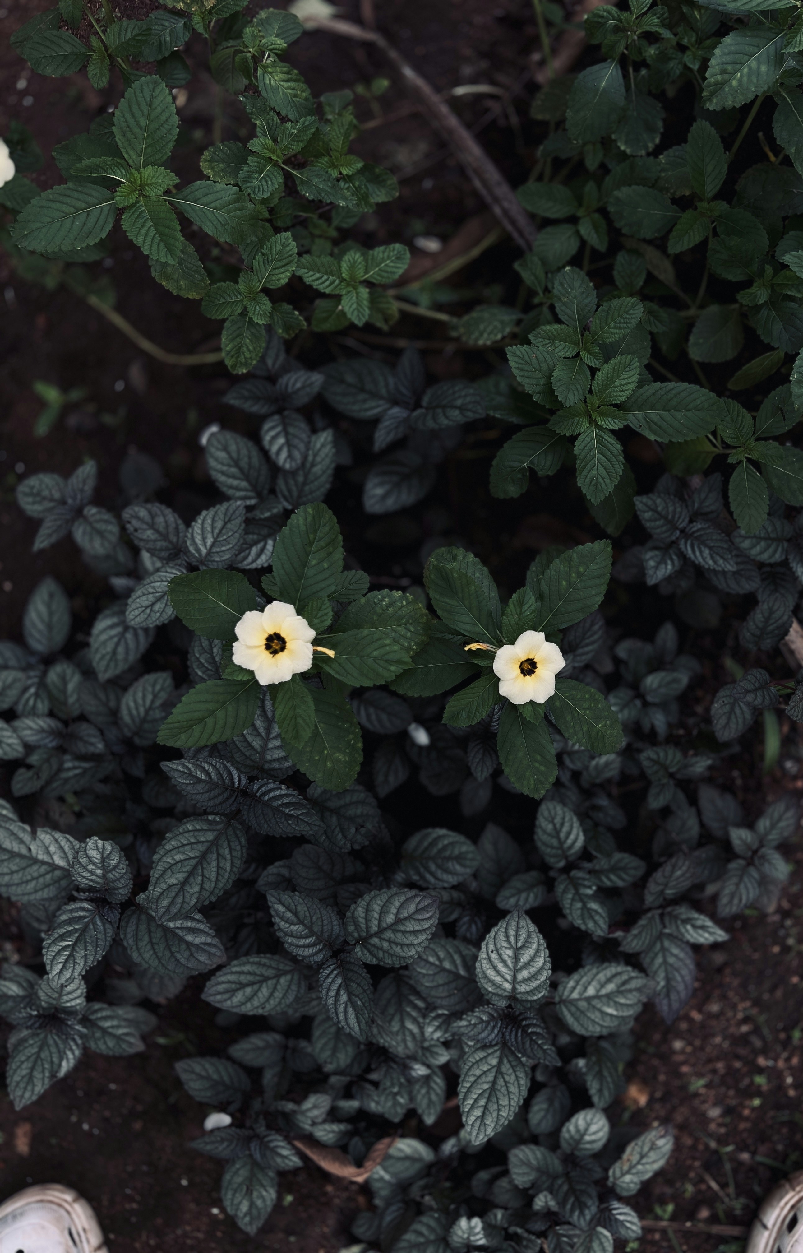 Twin Cream Flowers Amid Velvet Leaves
