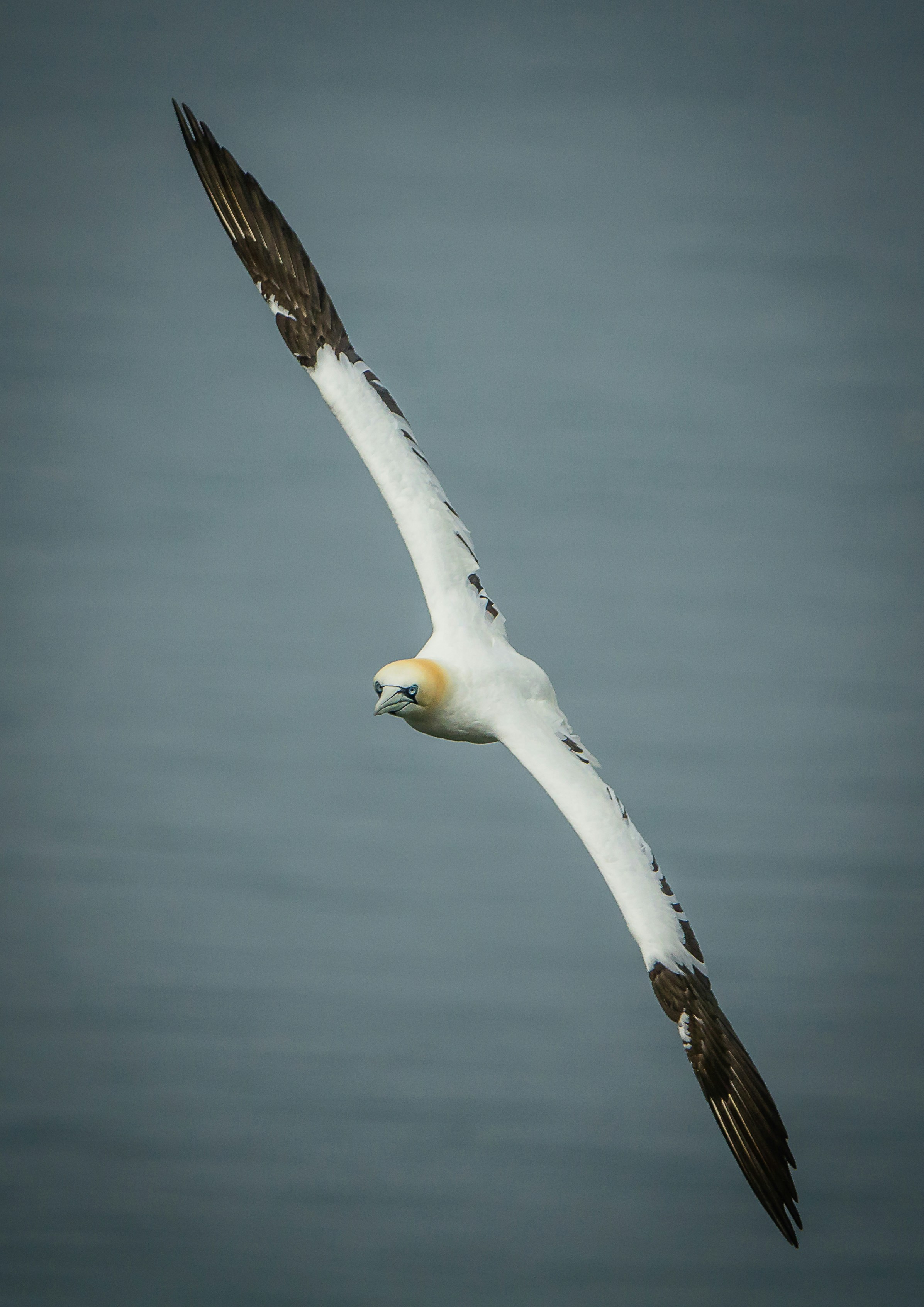 A white albatross glides with wings fully extended over a calm blue sea.