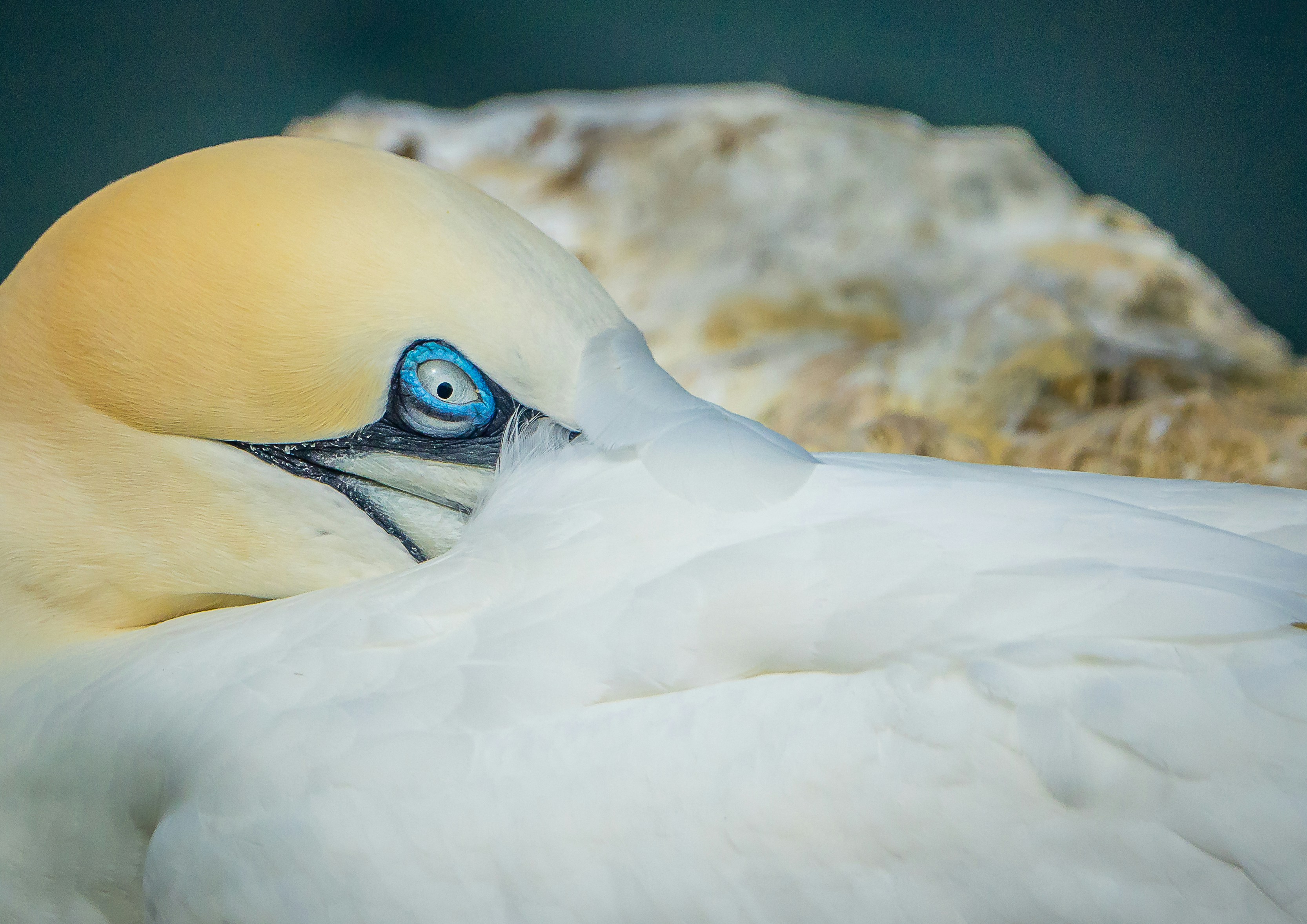 Blue-Eyed Gannet in Quiet Rest: A Close-Up of Pale Plumage and Glistening Iris