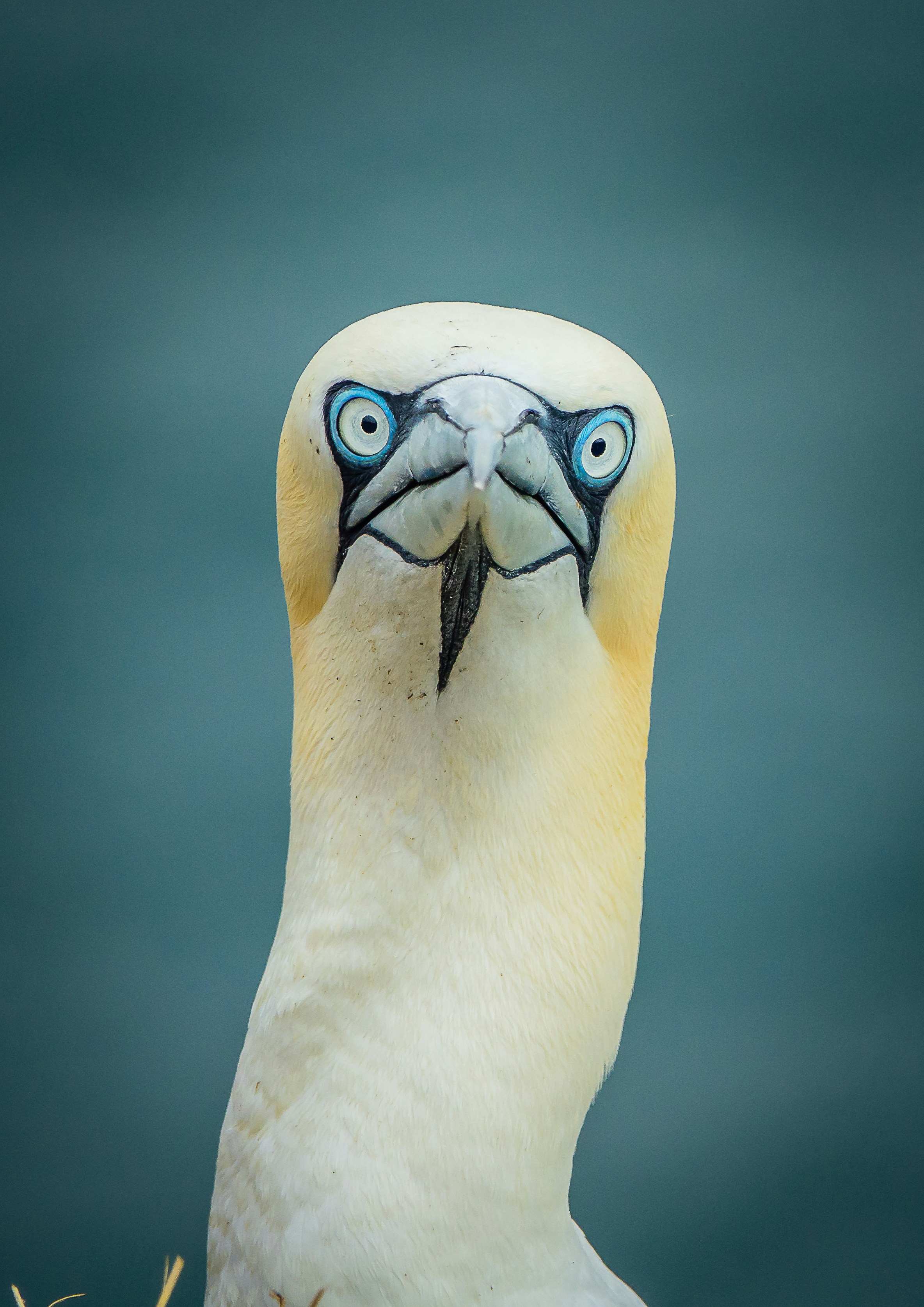 Stare Down the Lens: Blue-footed Booby Close-Up