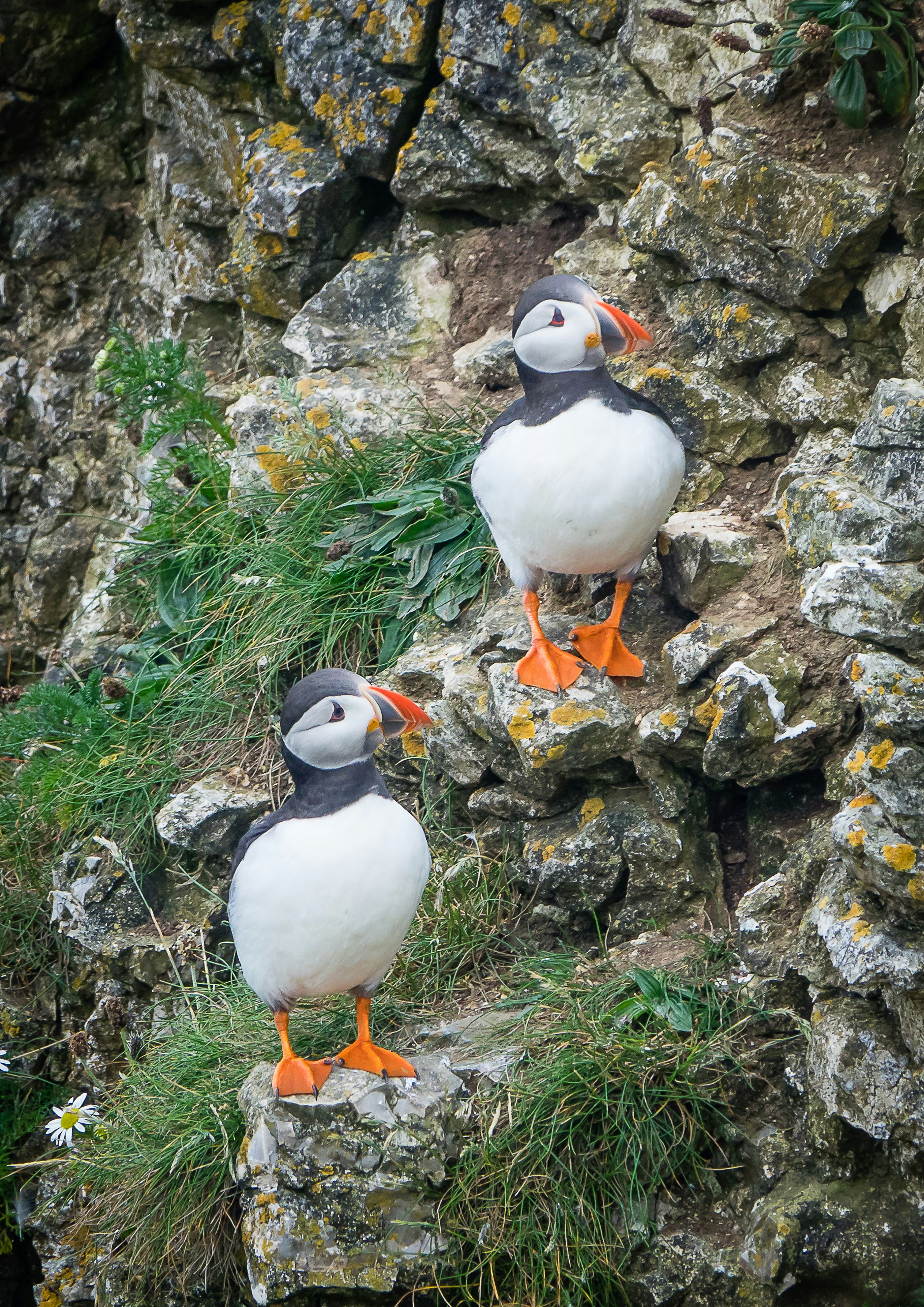 Two puffins sitting on a rock in the grass photo – Free Animal Image on ...