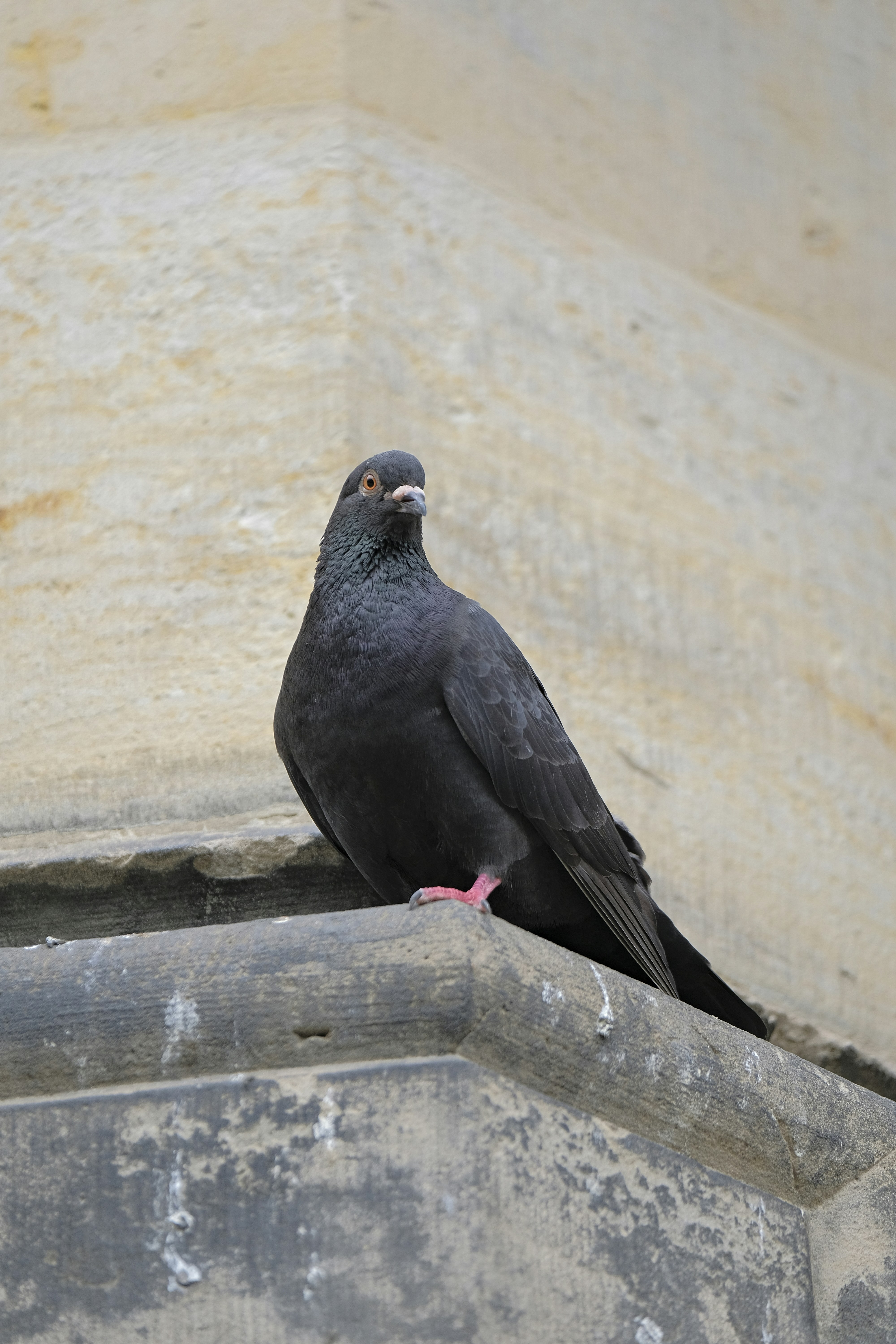 Perched on weathered stone: a lone pigeon surveys a quiet facade
