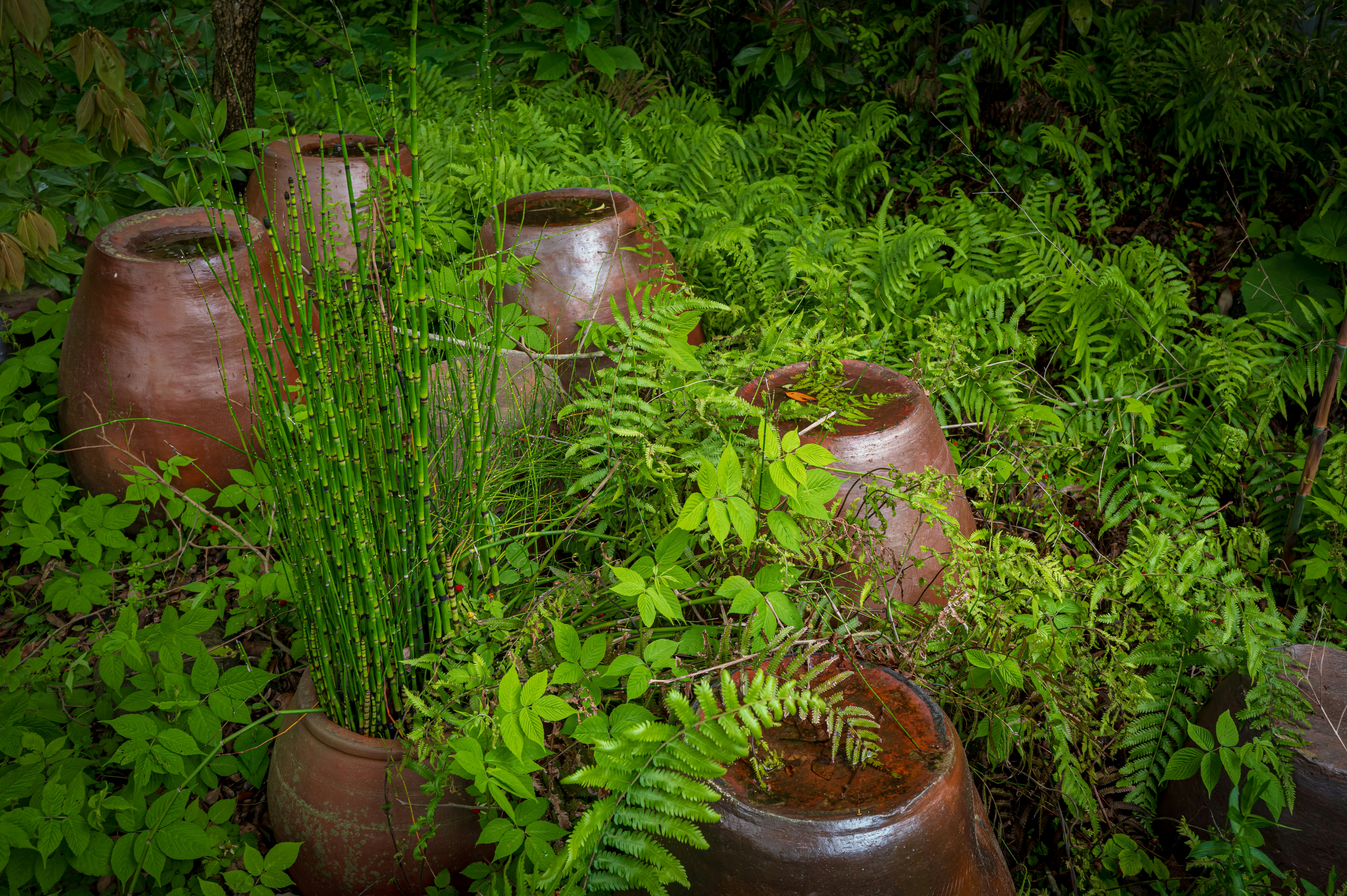 A bunch of pots that are sitting in the grass photo – Free Green Image ...