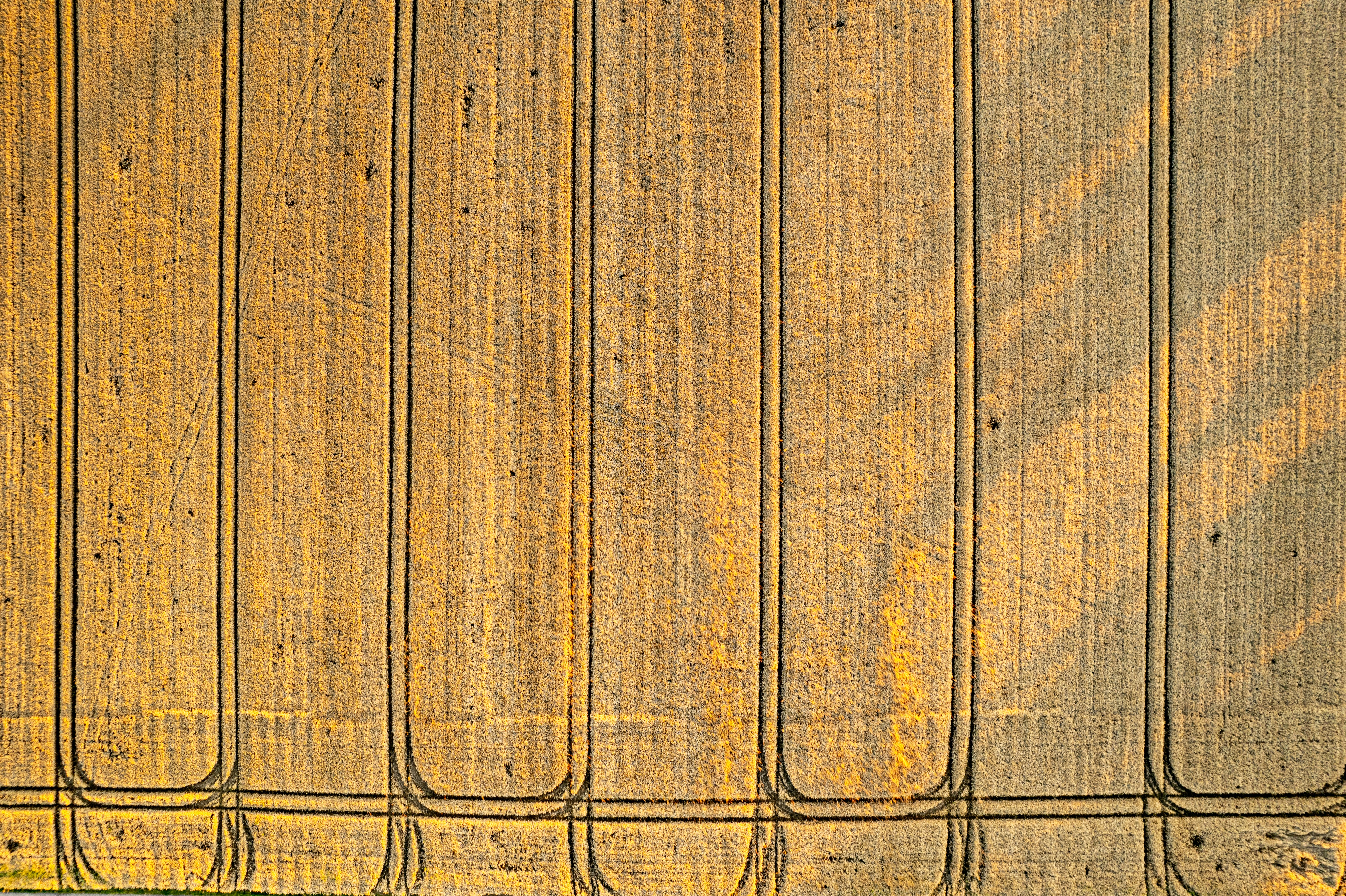 An aerial view of a cultivated farmland displaying distinct lines and patterns created by crop rows. The golden-brown field has been plowed into neat, parallel lines, with the shadows of the rows creating a geometric pattern across the landscape. The overhead perspective highlights the meticulous layout and the texture of the soil. The image captures the agricultural landscape, showcasing the organized farming methods and the vastness of the cultivated land under natural light.