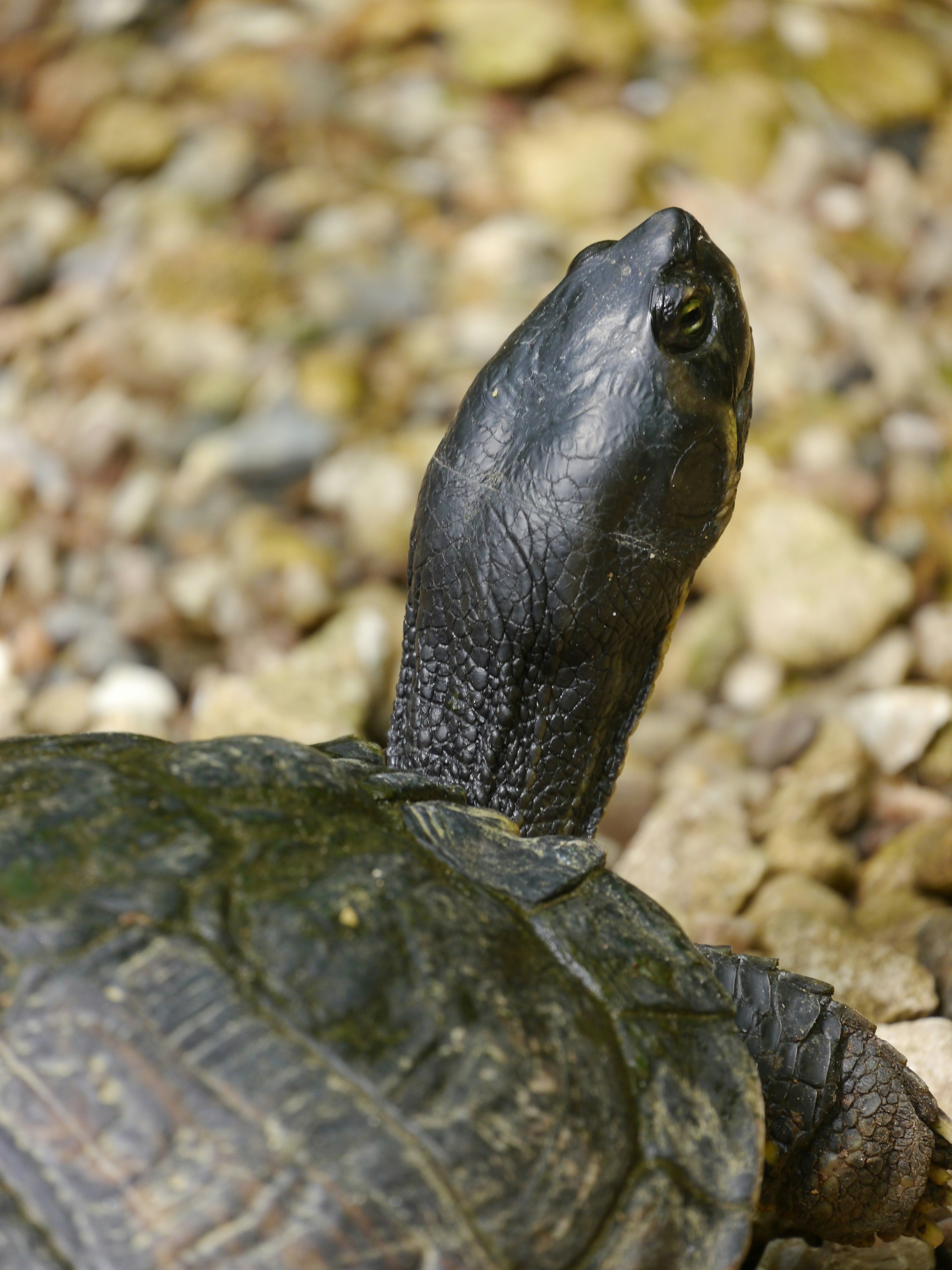 Close-up of a dark sea turtle with head raised on a rocky shoreline. The textured shell and pebbled background emphasize wildlife on a natural coast.