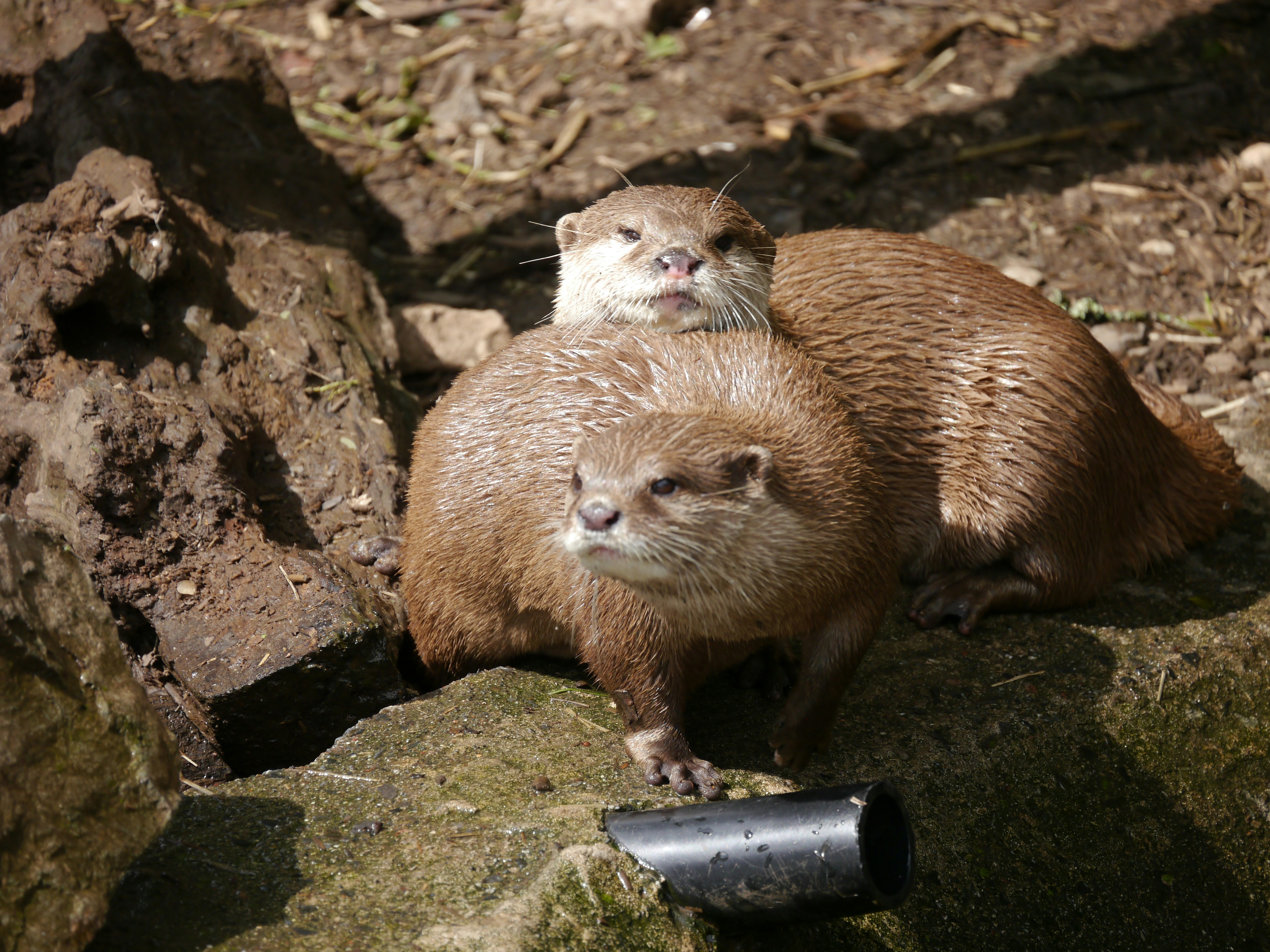 Sunlit Otter Duo Repose on Mossy Rocks by a Black Pipe