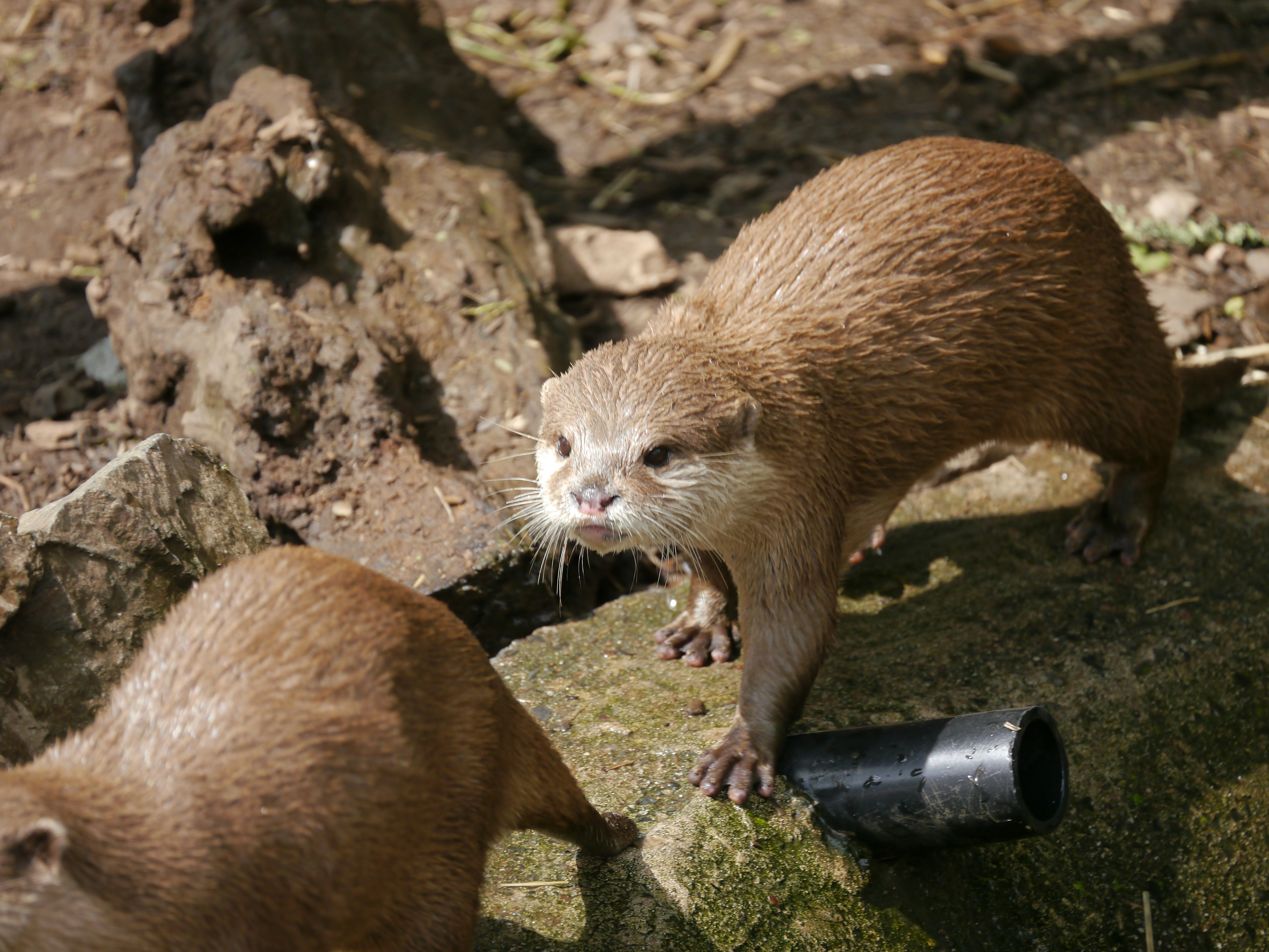 Sunlit Otter Confronts the Camera: A Mossy Rock Moment