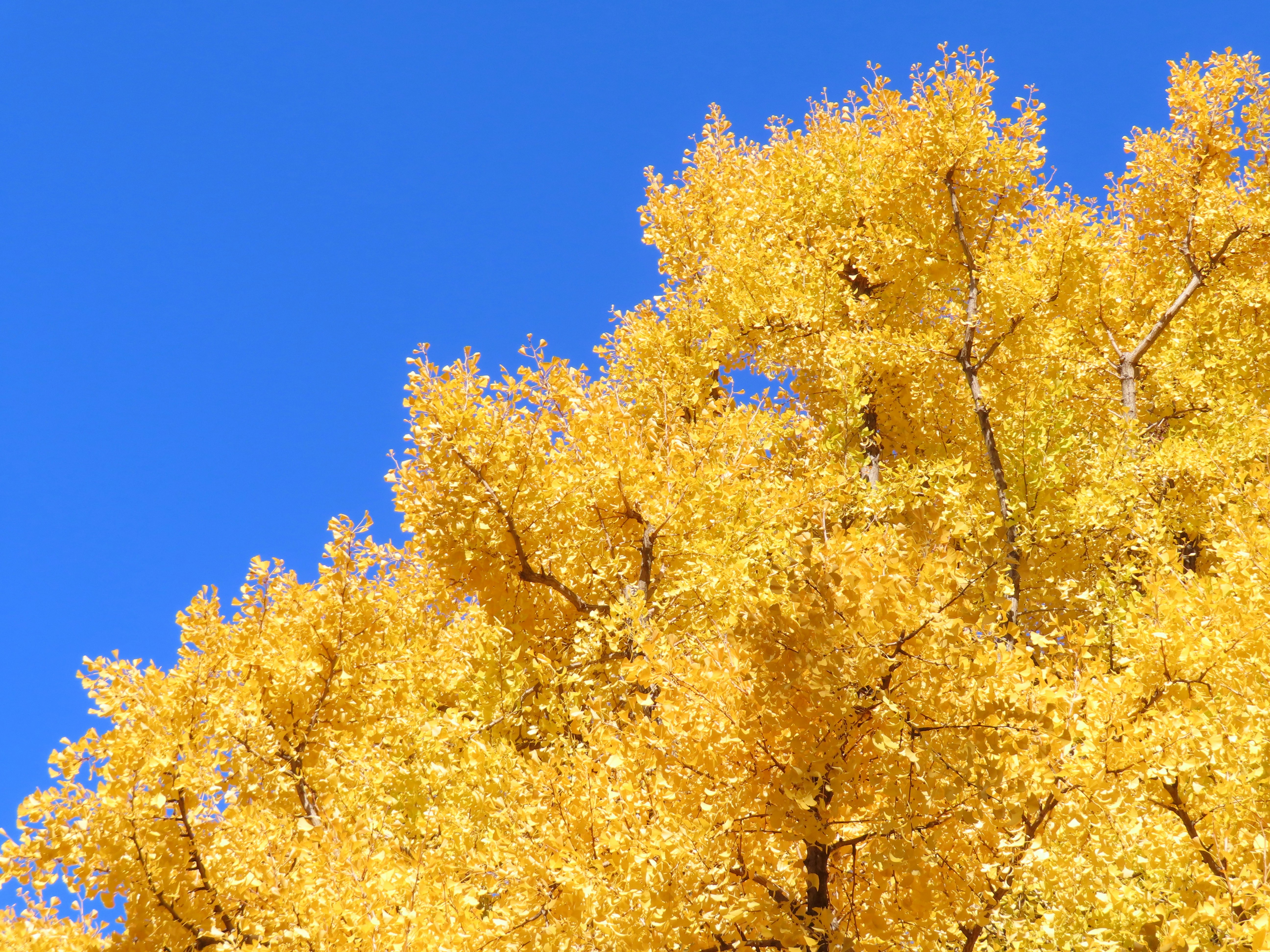 Photo by HUI Mandy with Canon PowerShot SX740 HS