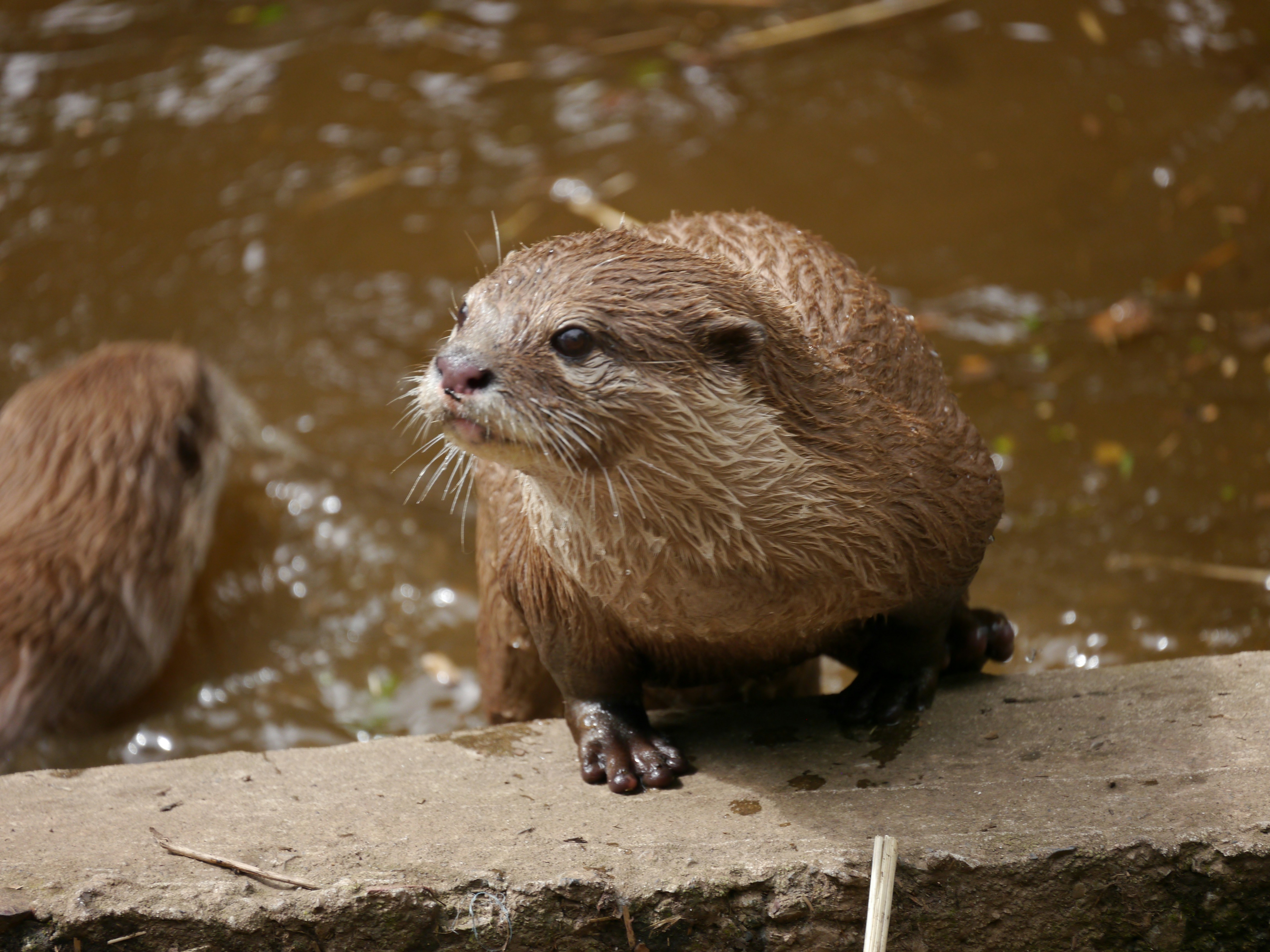 A couple of animals that are standing on a ledge photo – Free Animal ...