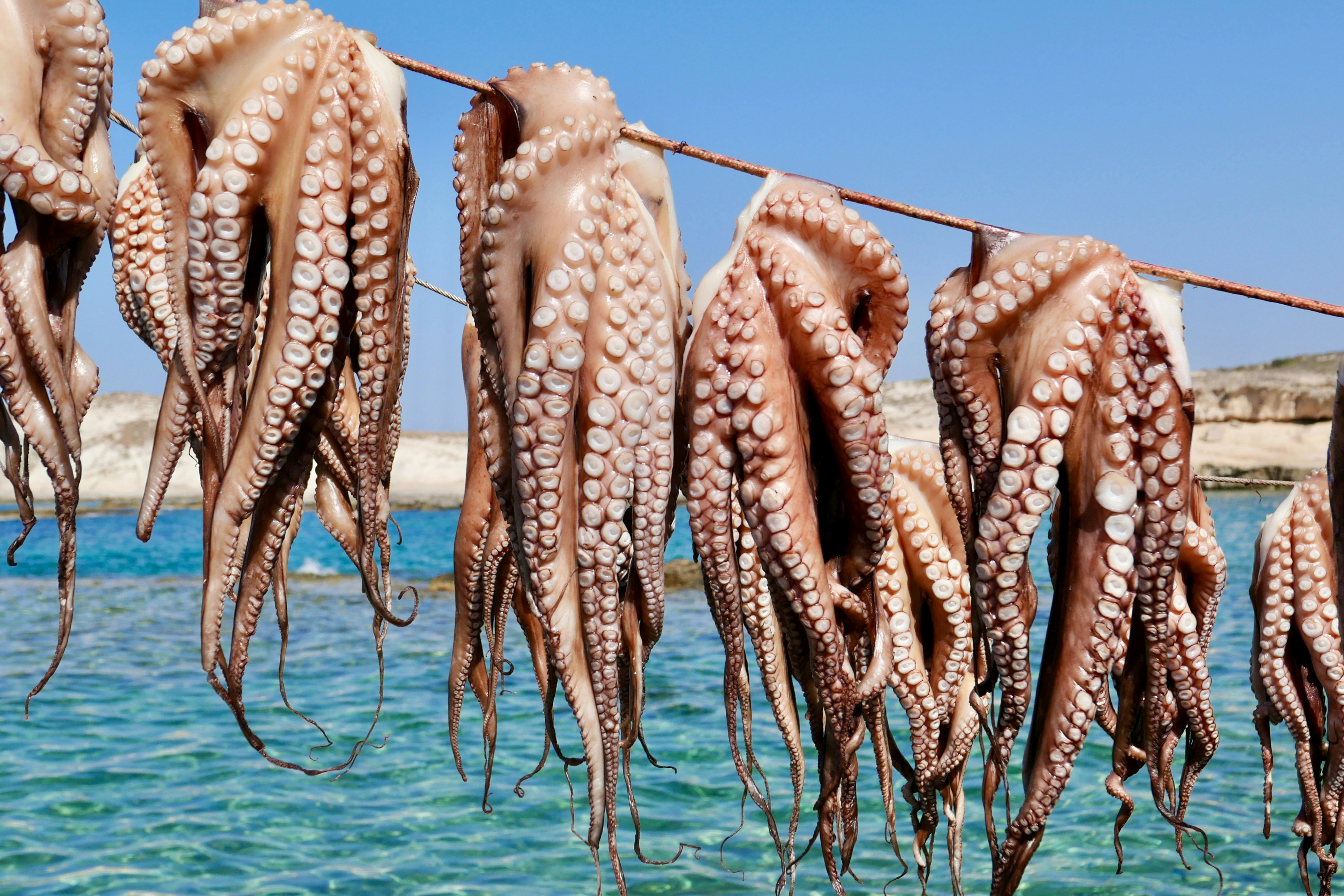 Row of octopuses draped over a rope along a sunny coastal scene with clear turquoise water and rocky backdrop.