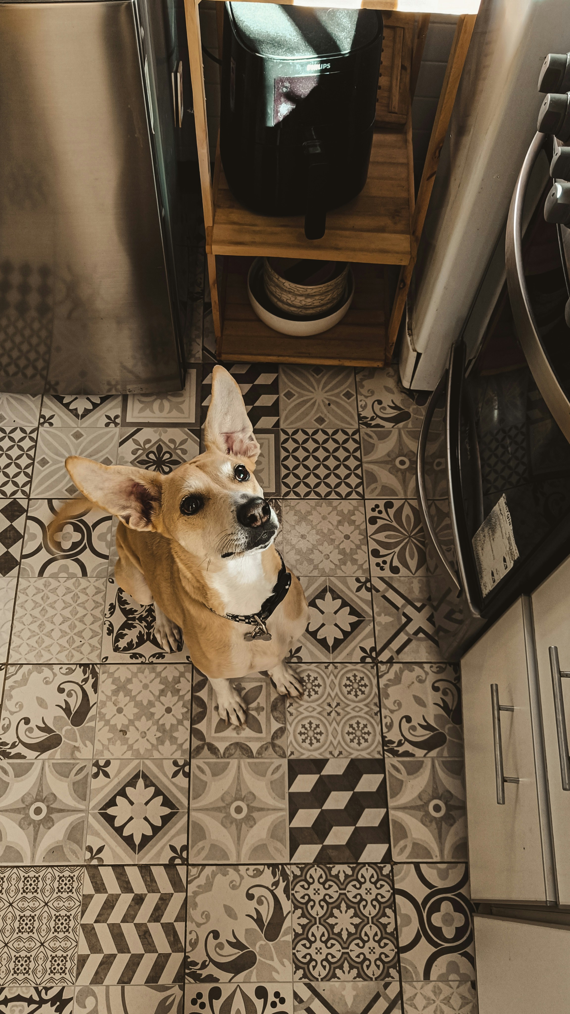 Eyes Up: A Curious Dog Amid Geometric Kitchen Tiles