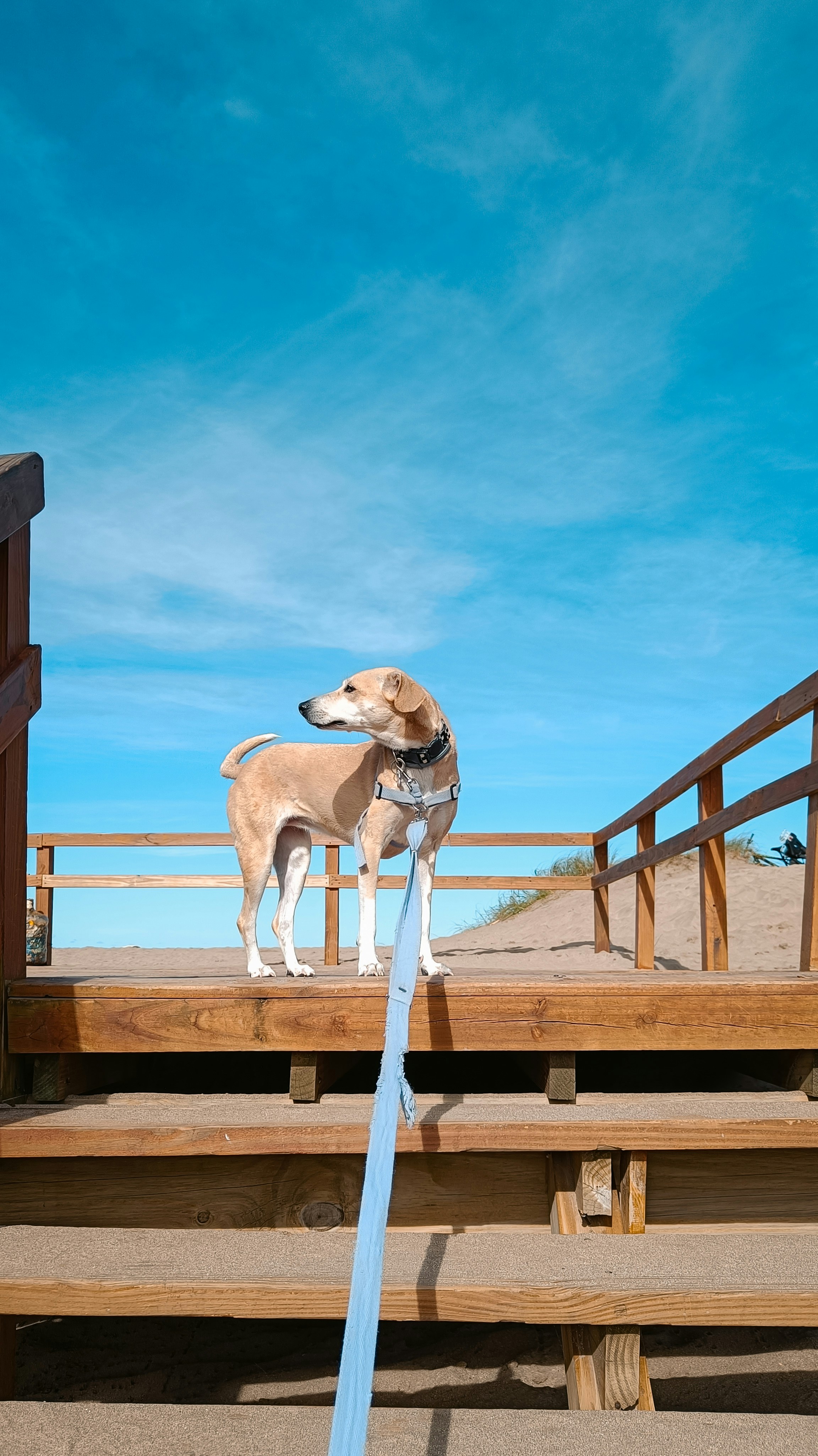 A dog standing on top of a wooden platform photo – Free Blue Image on ...