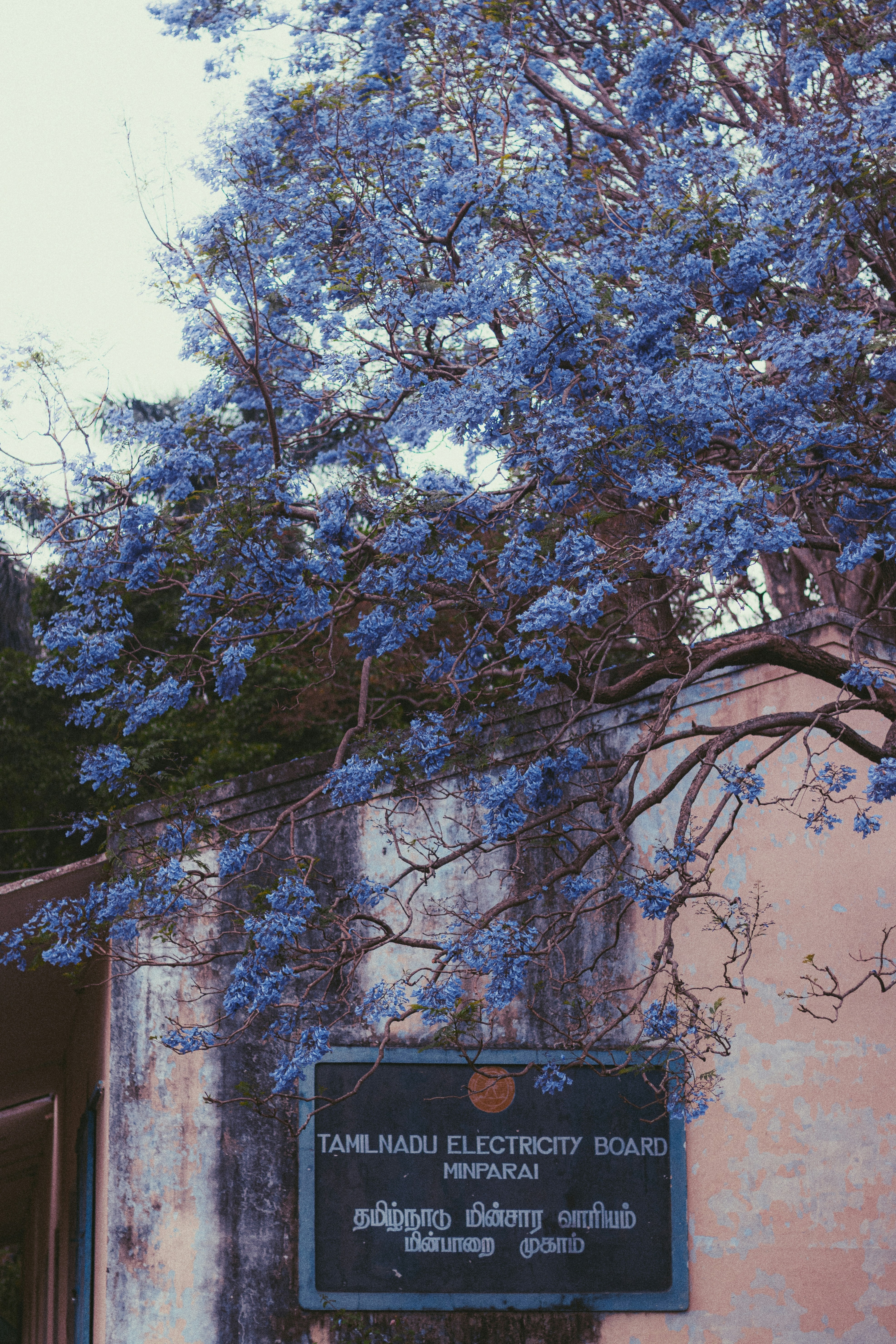 Jacaranda Veil Drapes a Weathered Public Plaque