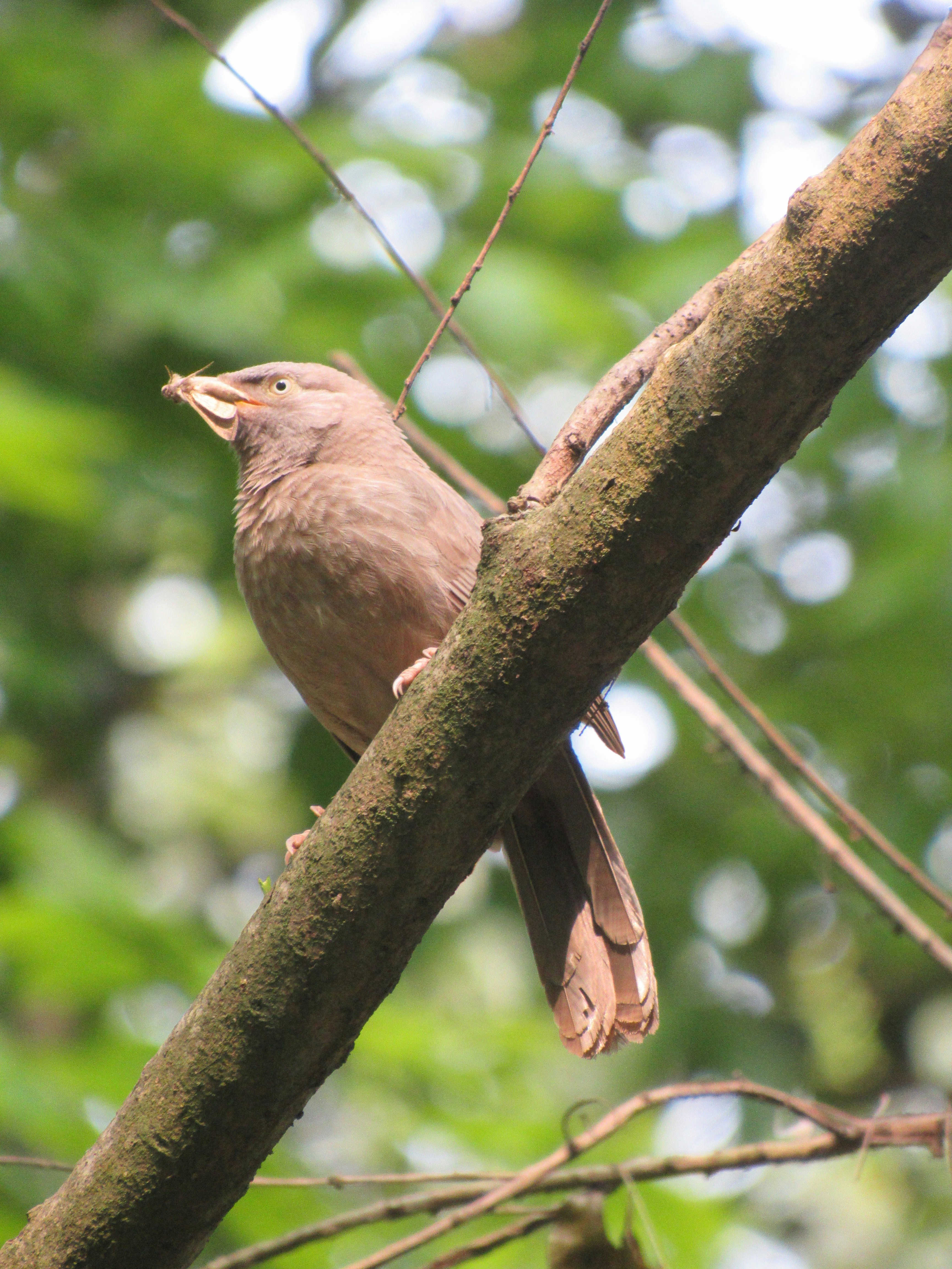 A brown bird perches on a mossy diagonal branch, beak slightly open as it looks into the distance, with a soft green bokeh background.
