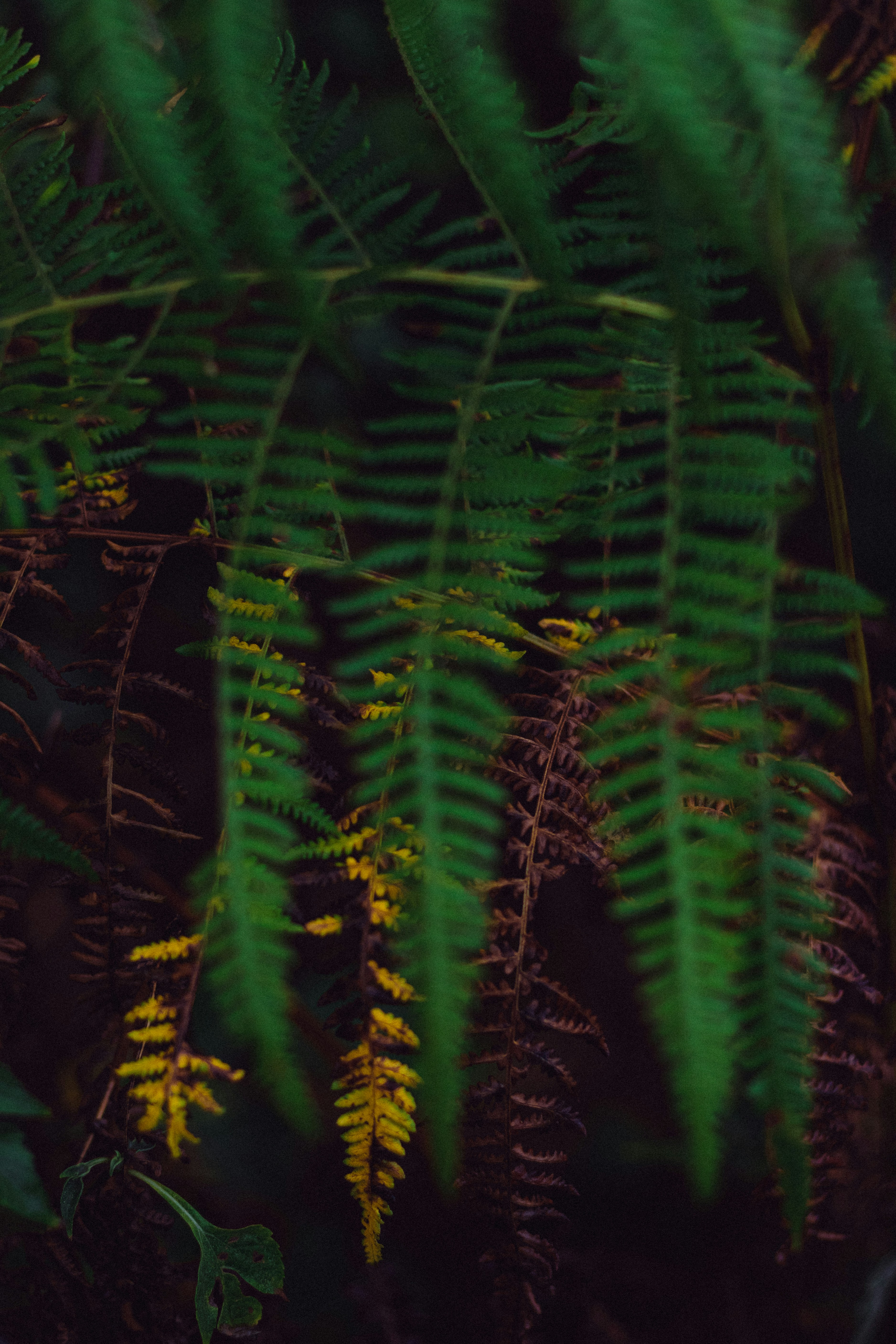 Amber Spikes Among Emerald Ferns: A Quiet Understory Close-Up