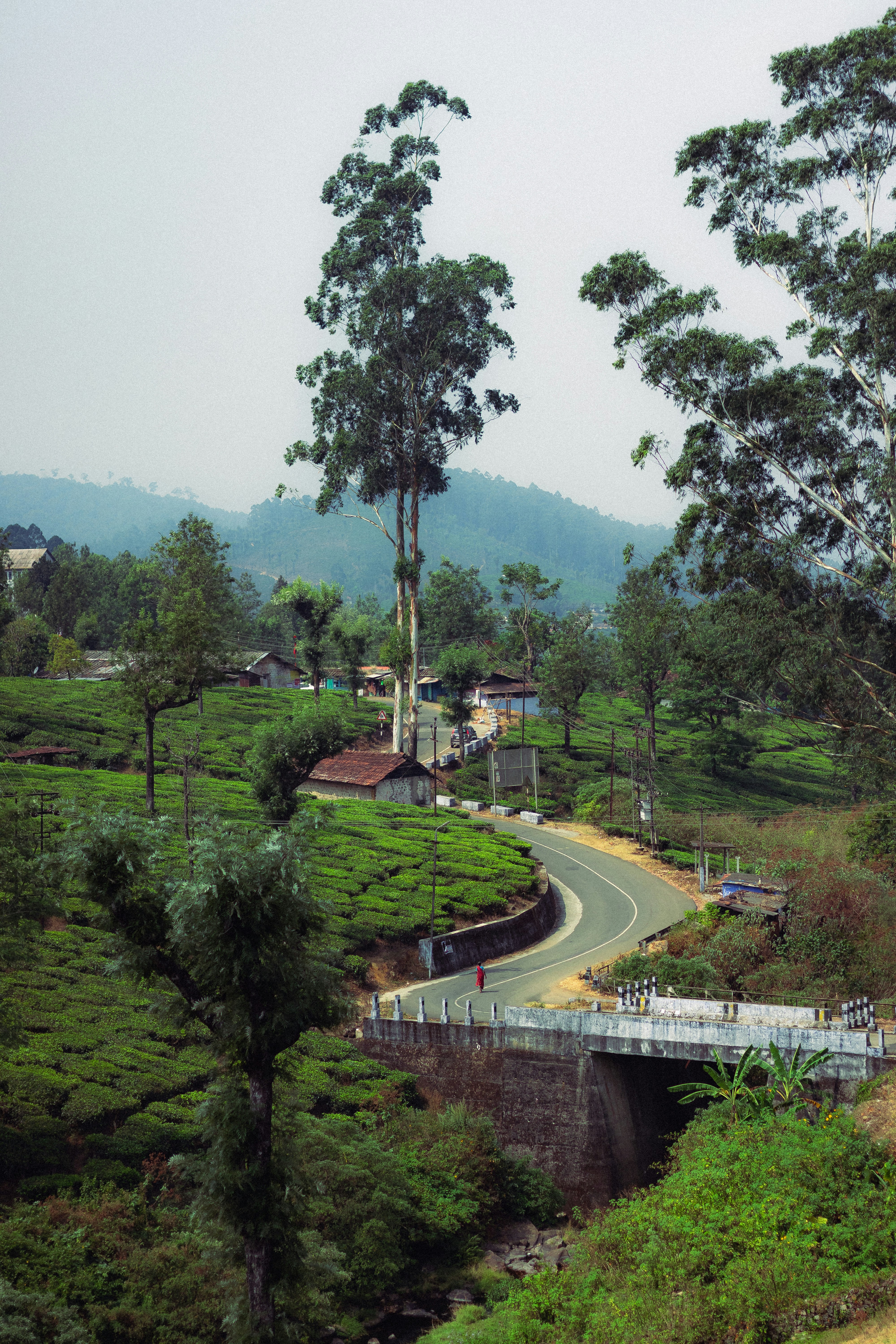 Winding Ridge Road through Tea Plantations Beneath Tall Pines
