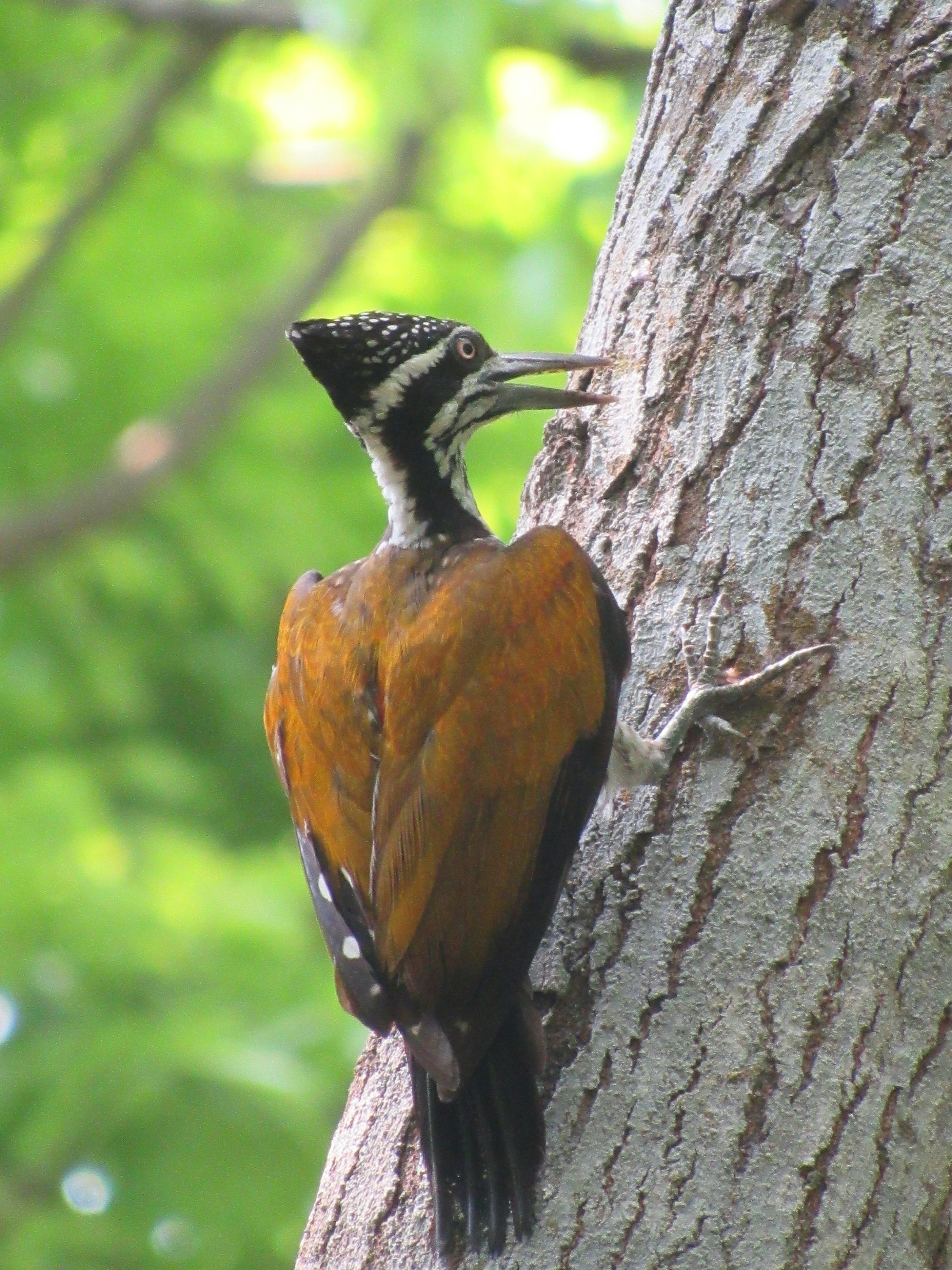 Amber-Backed Woodpecker Clings to Rugged Bark in Dappled Light