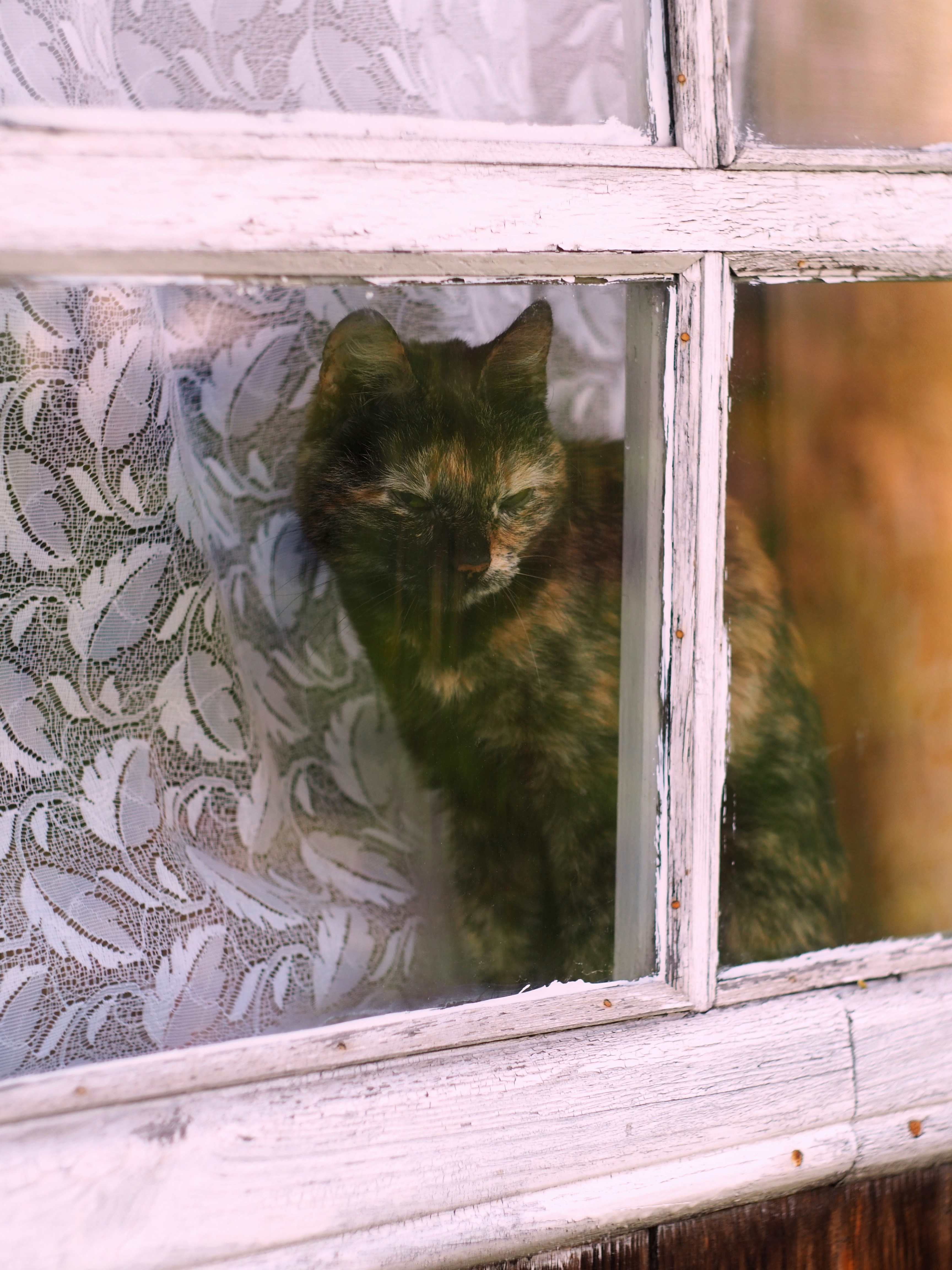 Through Lace and Glass: A Quiet Cat Watches the World
