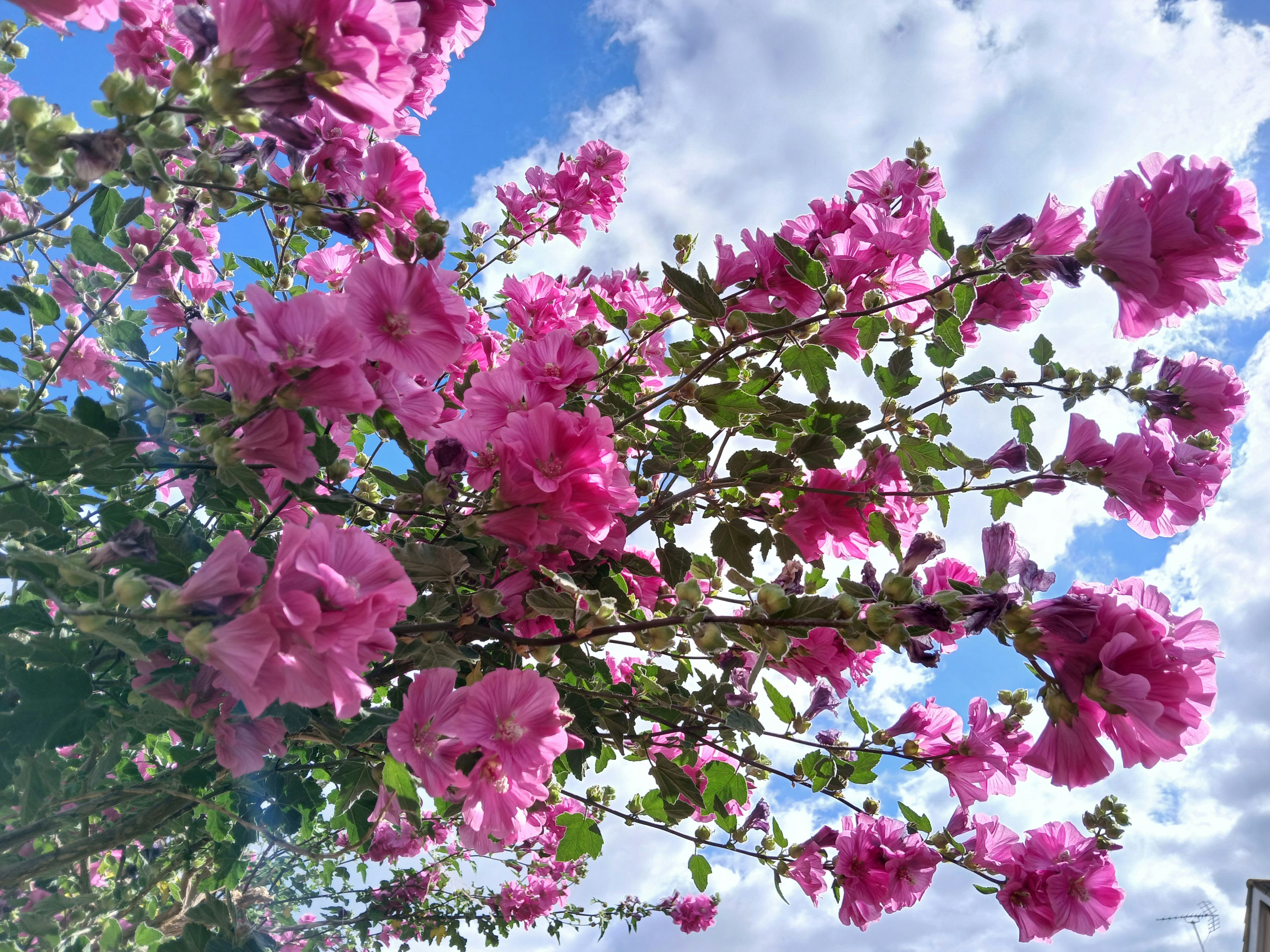 Pretty Flowers Pictures | Download Free Images on Unsplash