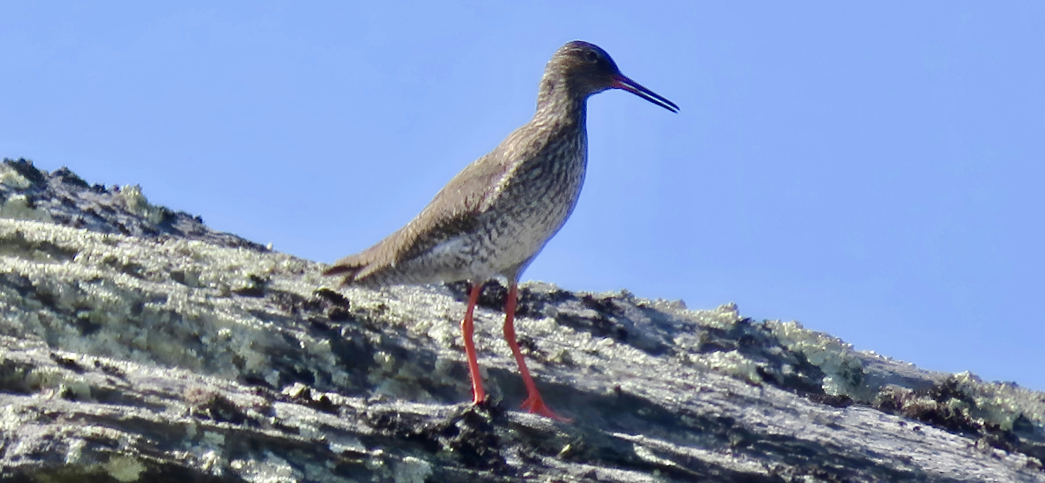 Redshank at Sjugurdshøe!