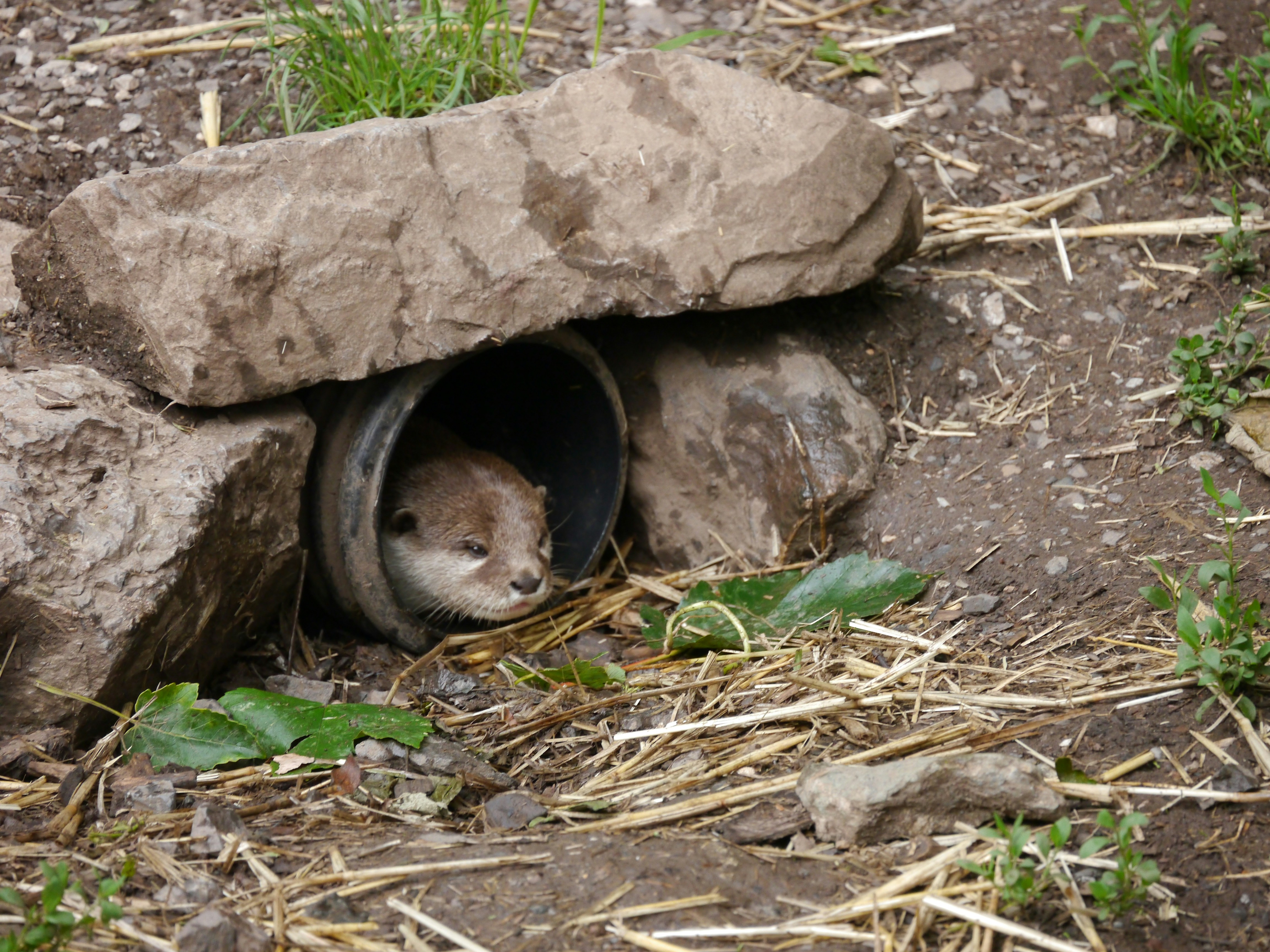 Hideaway in the Pipe: a Mouse Peeks Out