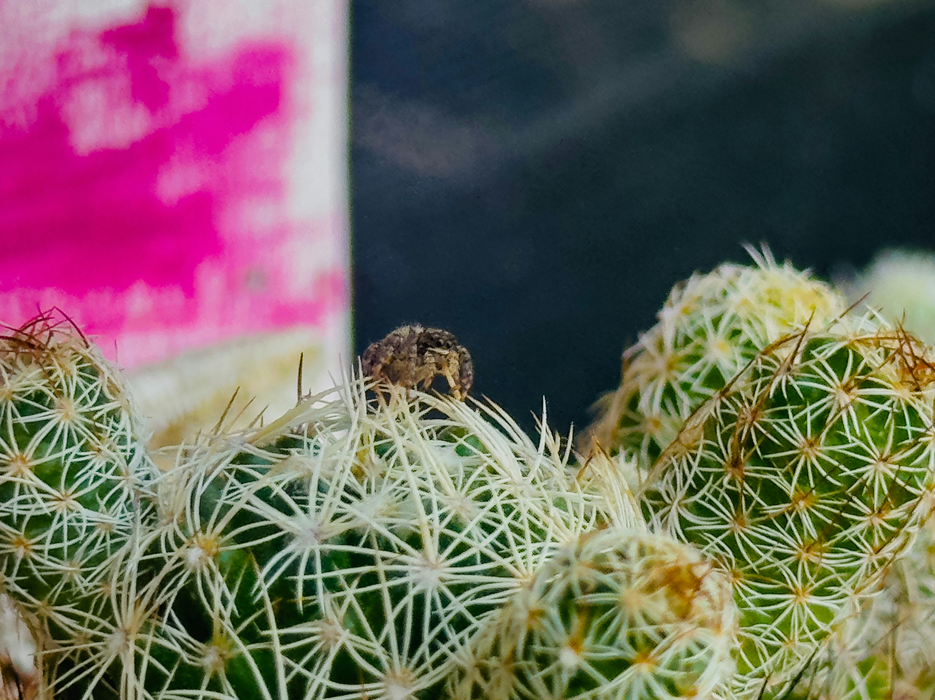 Tiny Sentinel on a Crown of Spines
