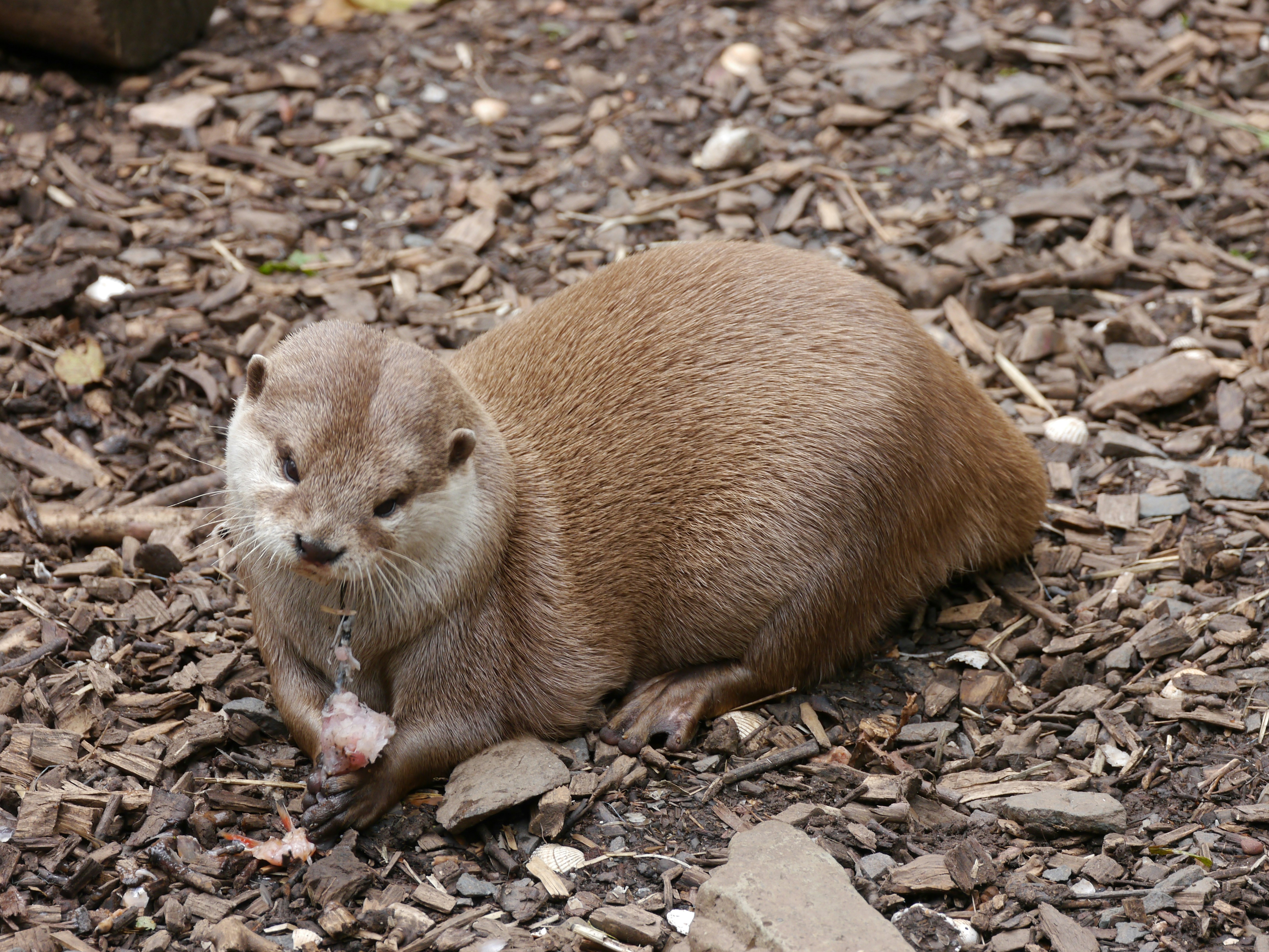Mulch-Side Pause: A Brown Forager with a Quiet Snack