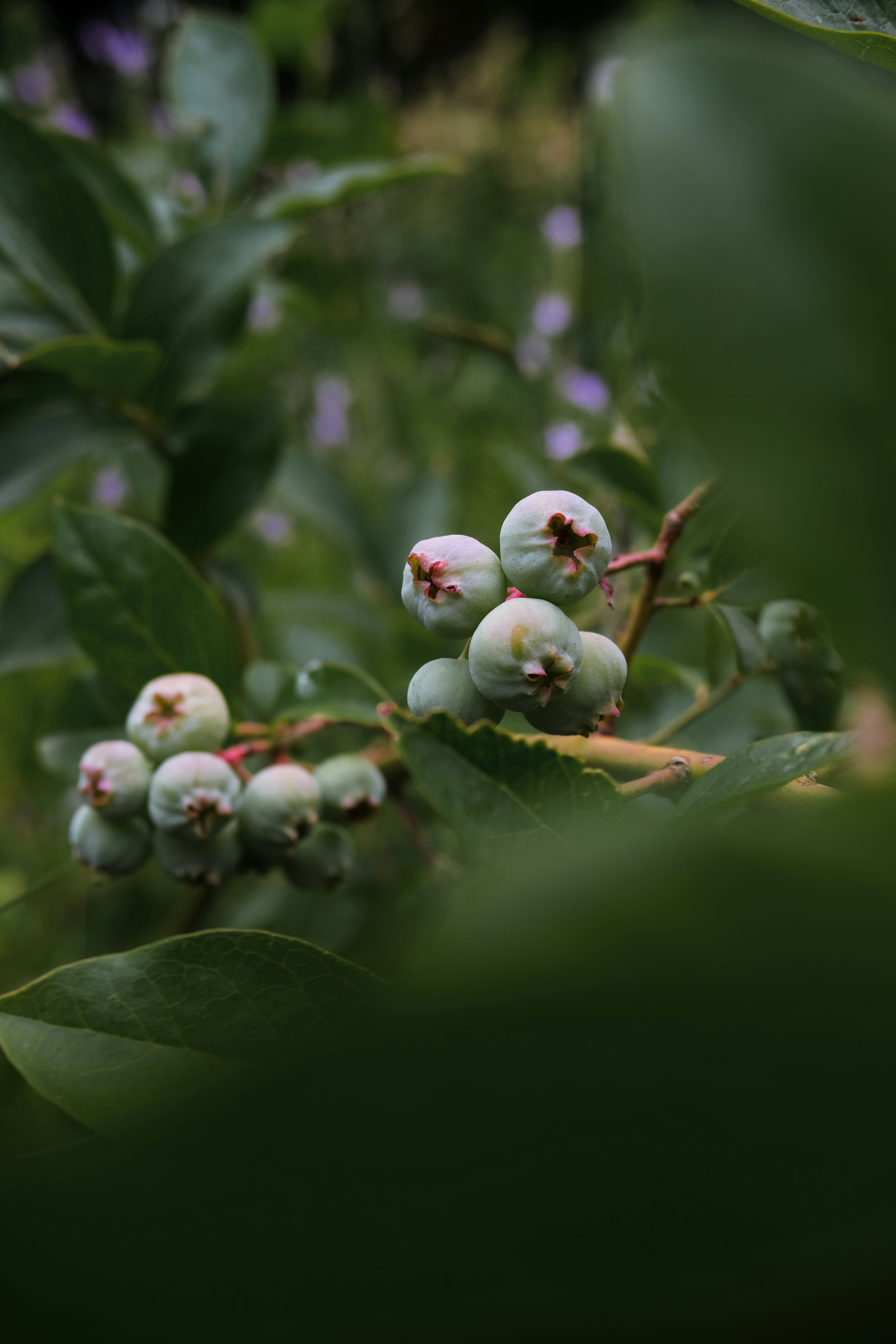 Hushed Green-Blue Berry Clusters in Velvet Foliage