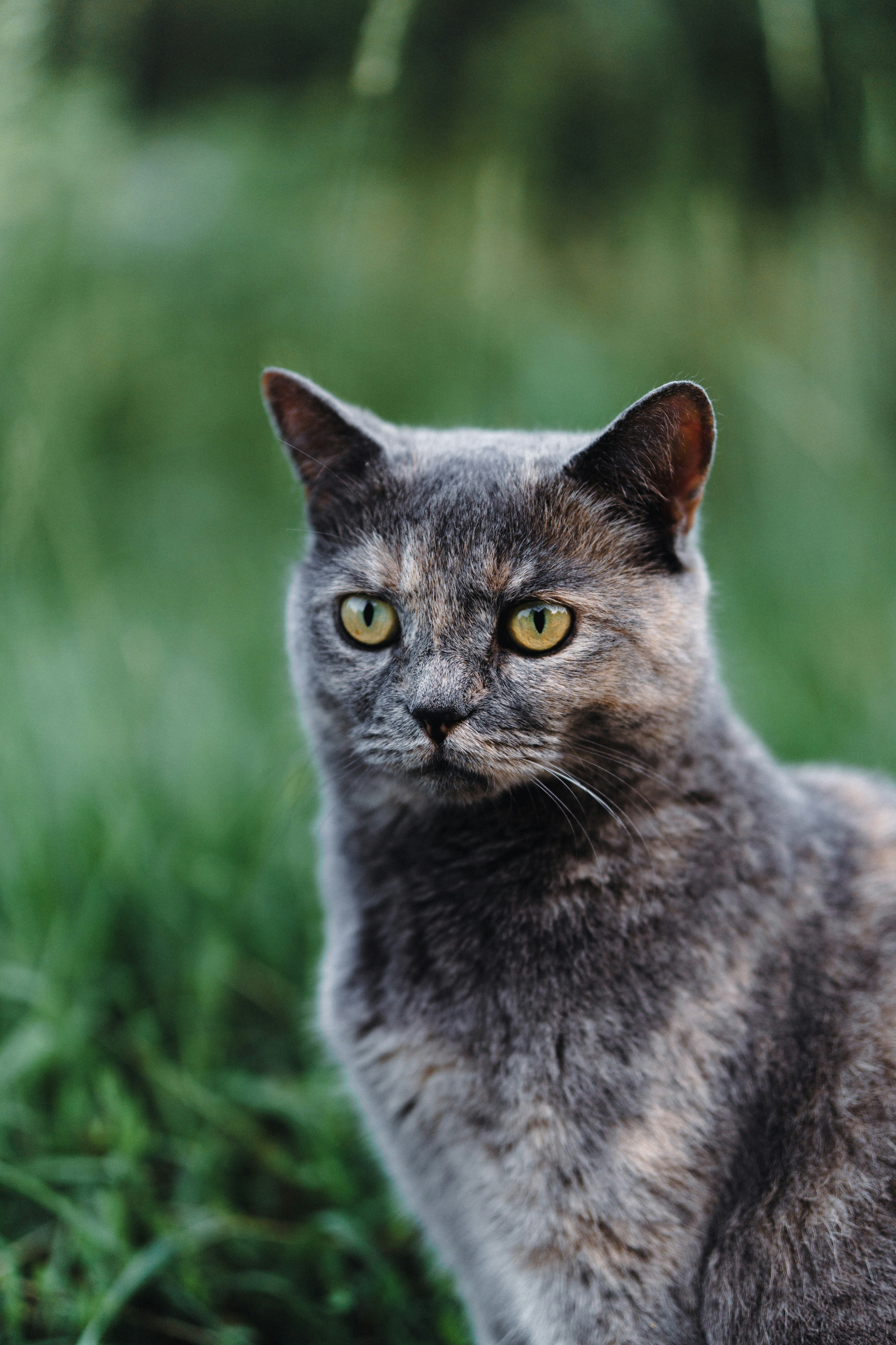 Curious Gaze: Grey Cat in a Green Field