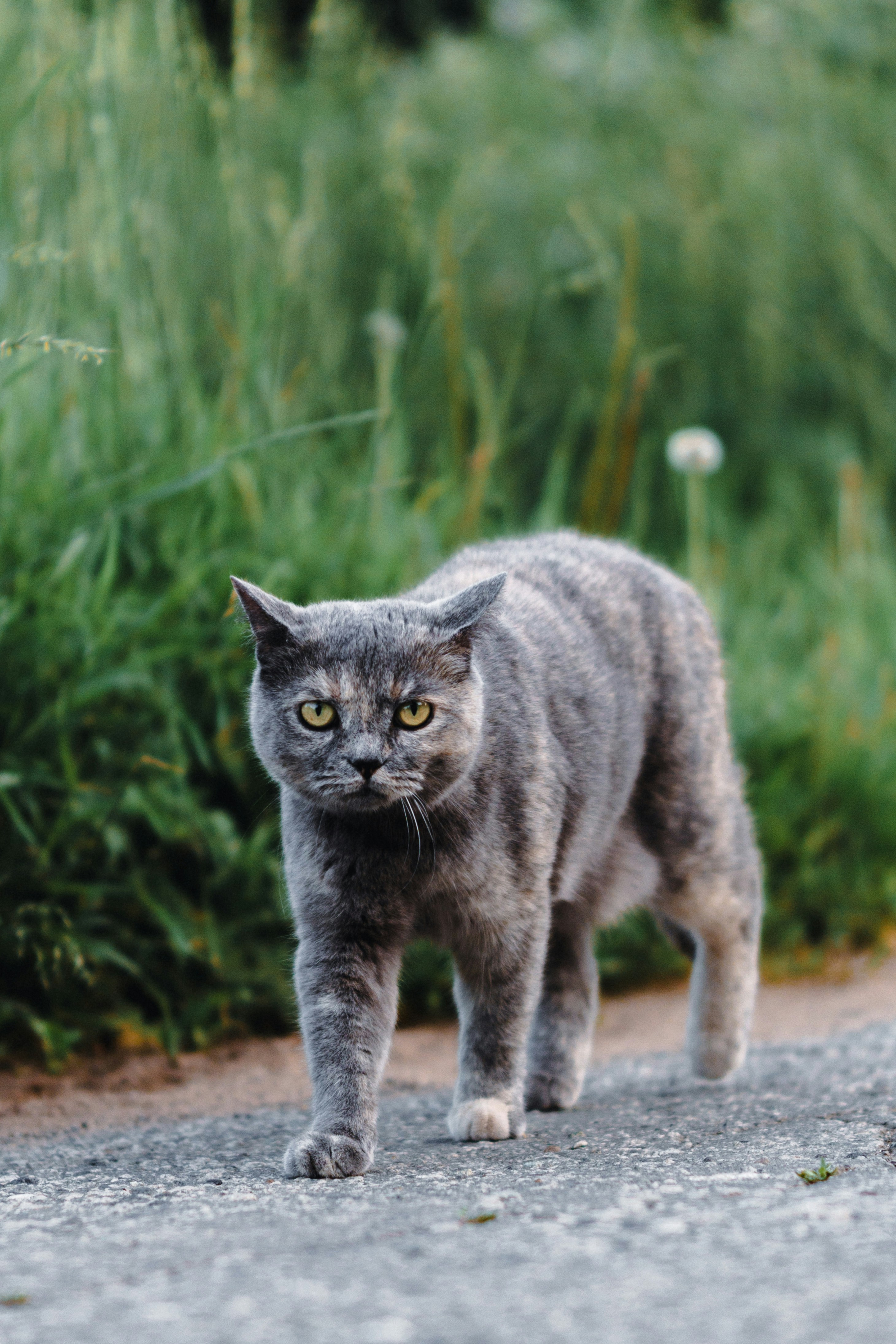 Grey feline on a gravel path among sunlit grasses