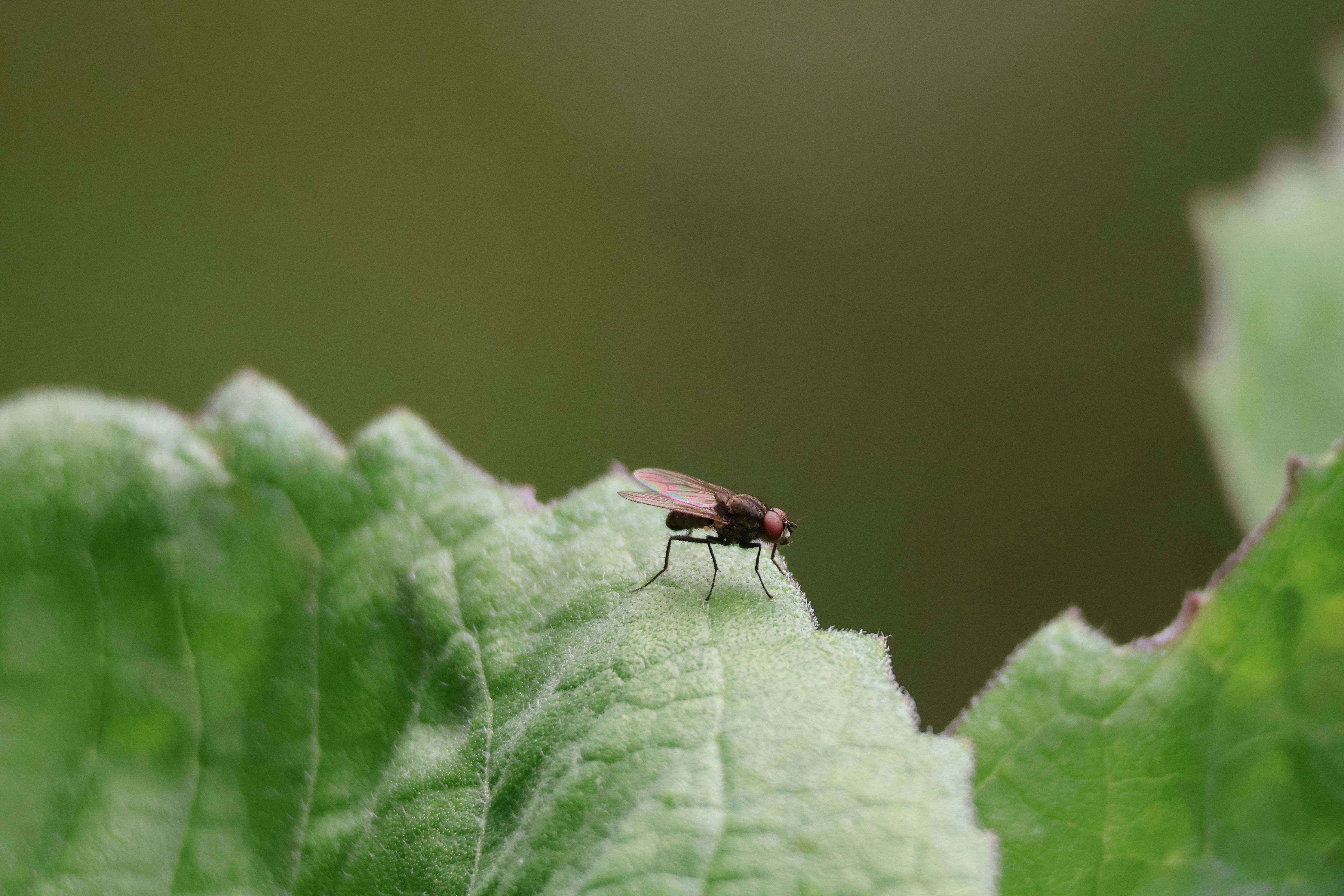 Un insecto sentado encima de una hoja verde foto – Imagen de Fráncfort ...