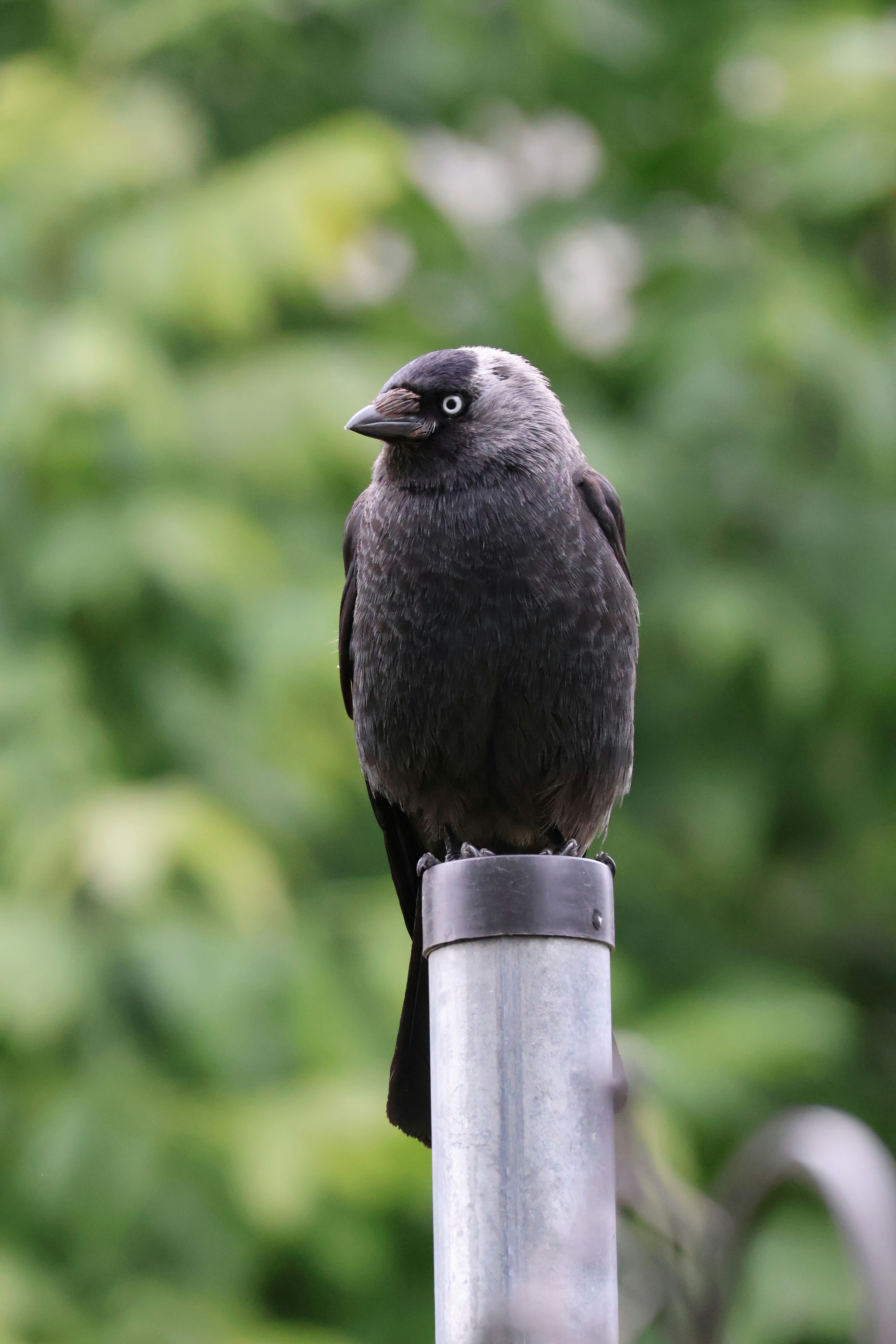 Crow on a Silver Post, Framed by Verdant Bokeh