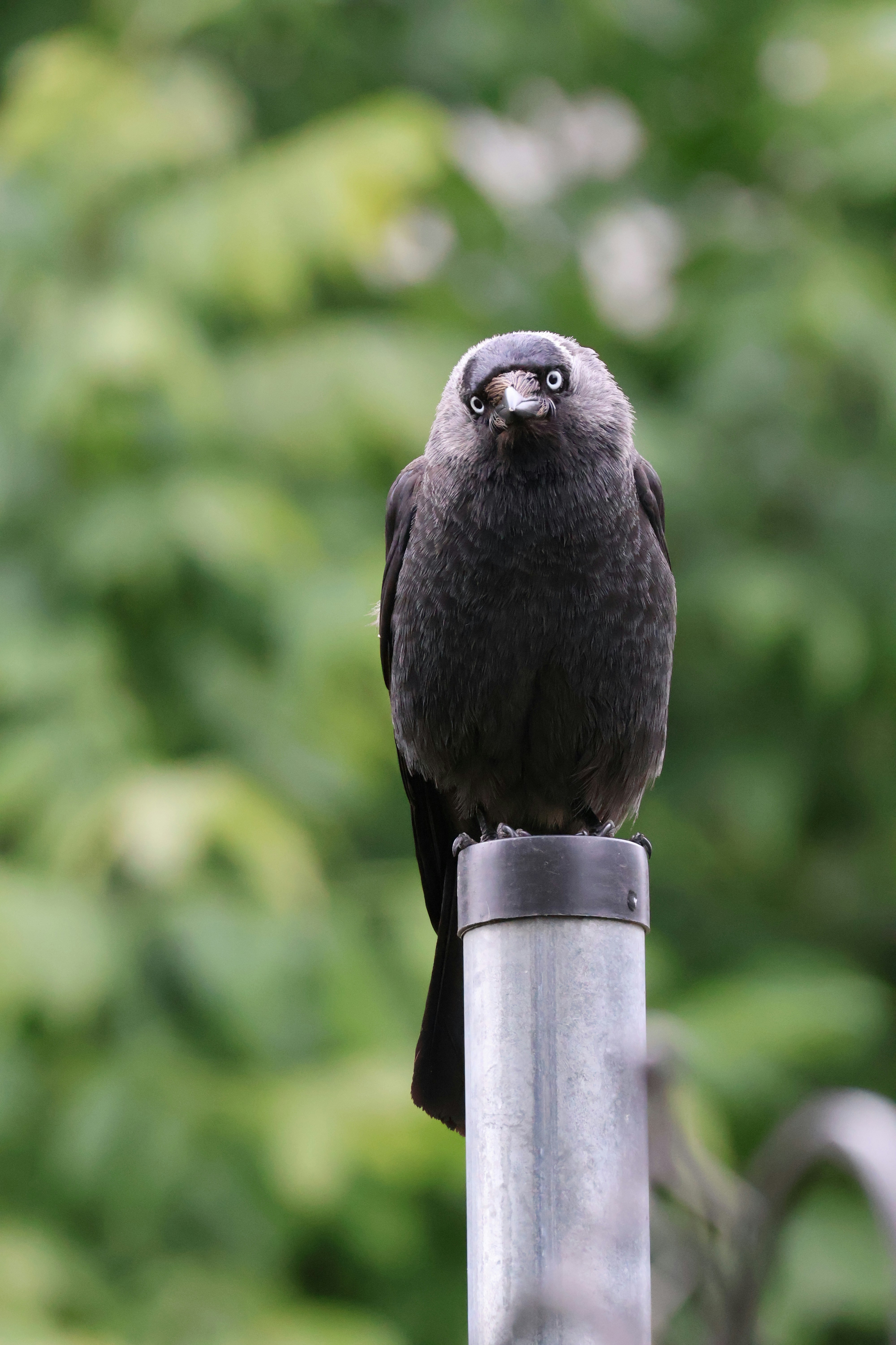 Direct Gaze on a Weathered Post: A Raven’s Quiet Vigil