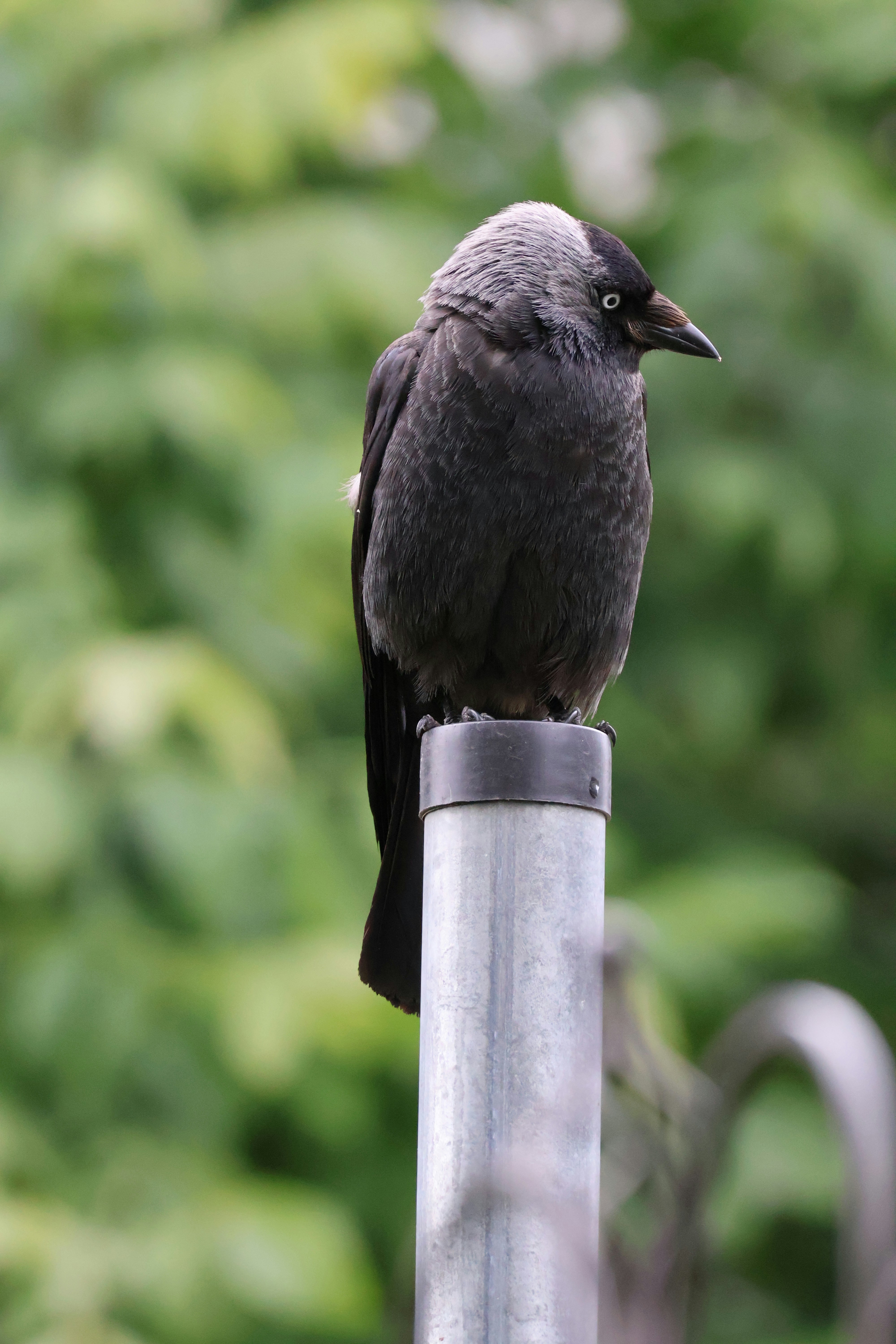 Watchful Crow on a Metal Post Against a Quiet Green Backdrop