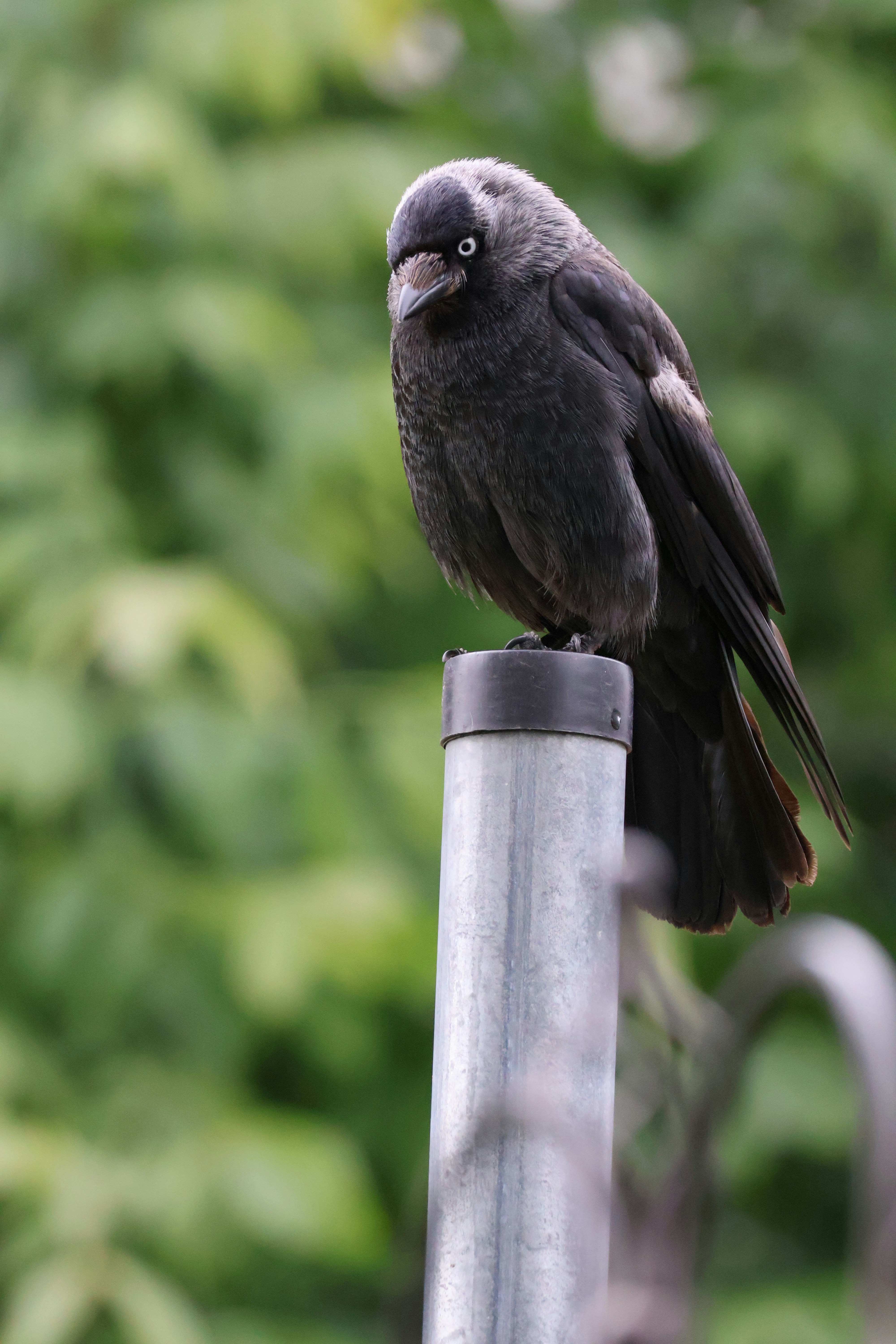 Dusky Crow Perched on a Metal Post, Quiet Green Backdrop