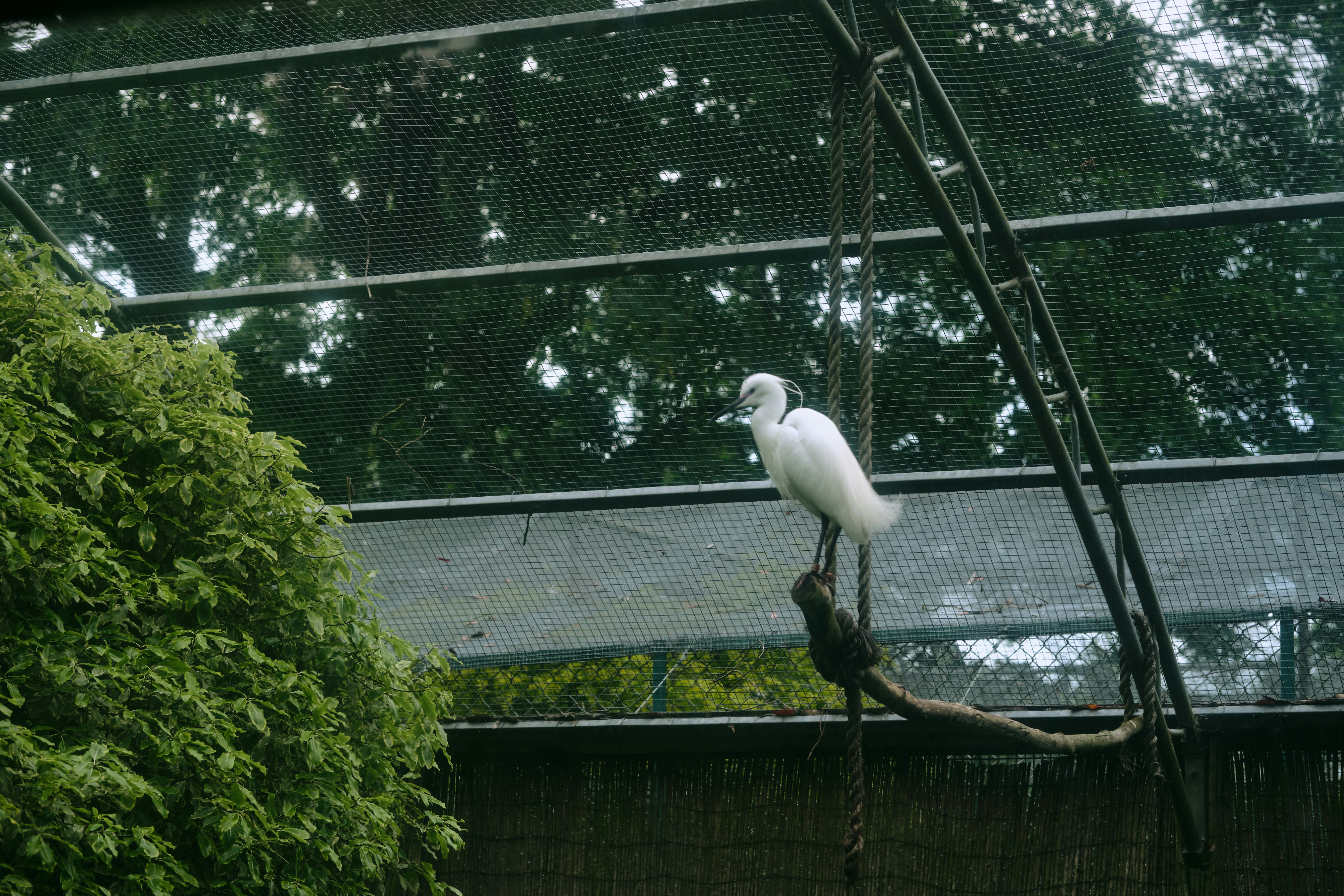 White Egret on a weathered branch, framed by netting and greenery
