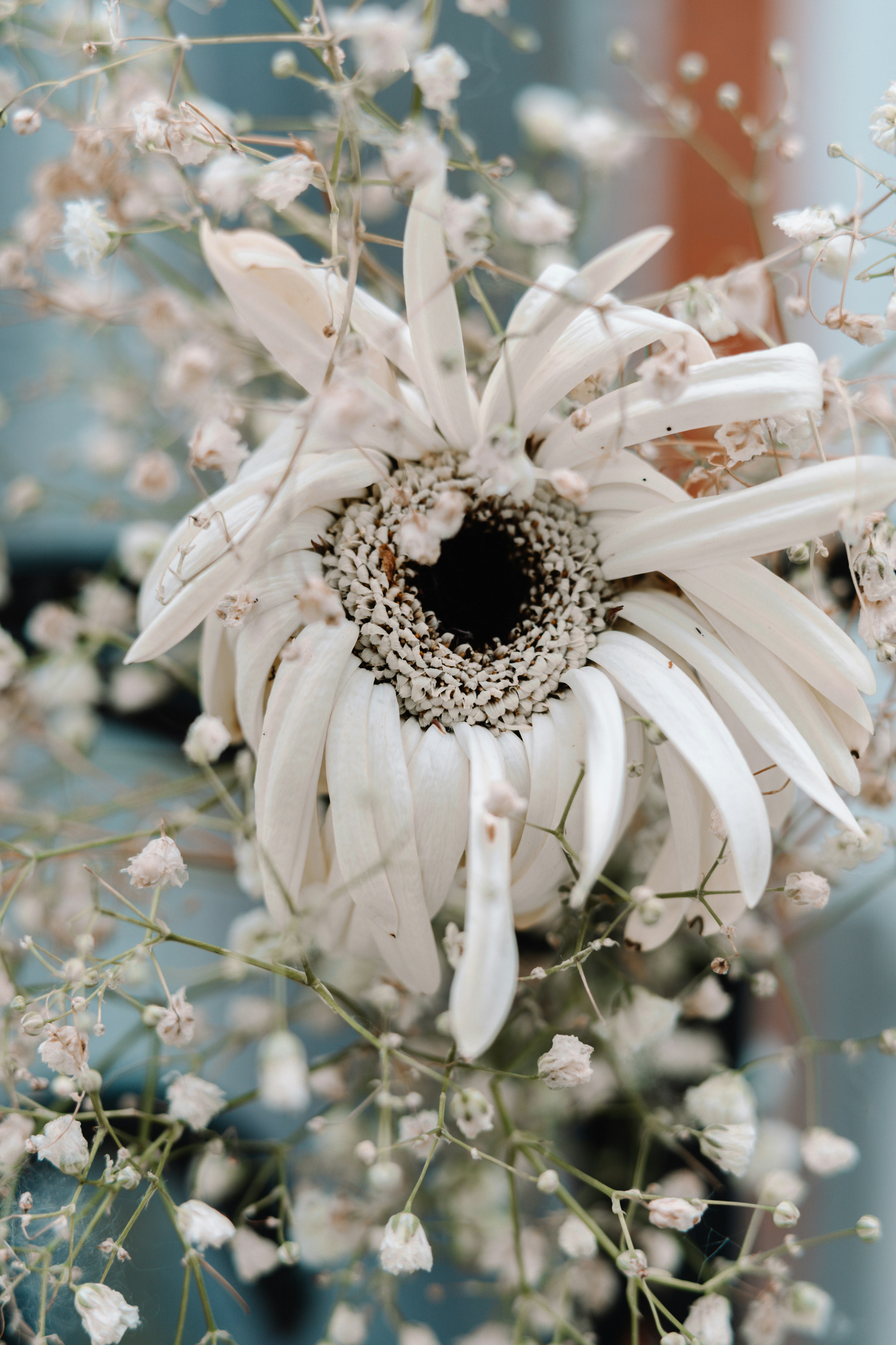 Ivory Bloom in a Mist of Baby's Breath