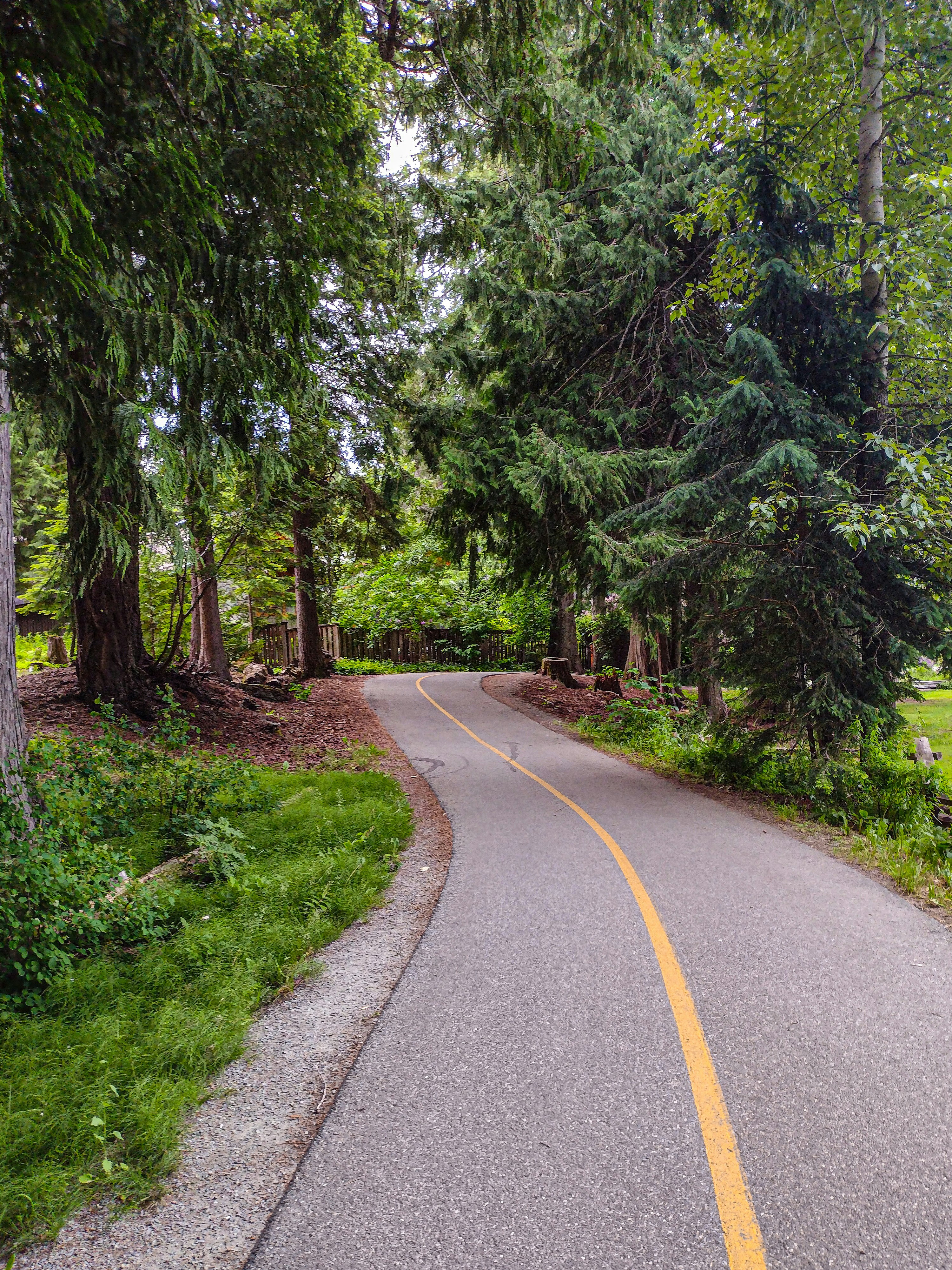 Winding Forest Path: A Quiet Ride Through Tall Pines